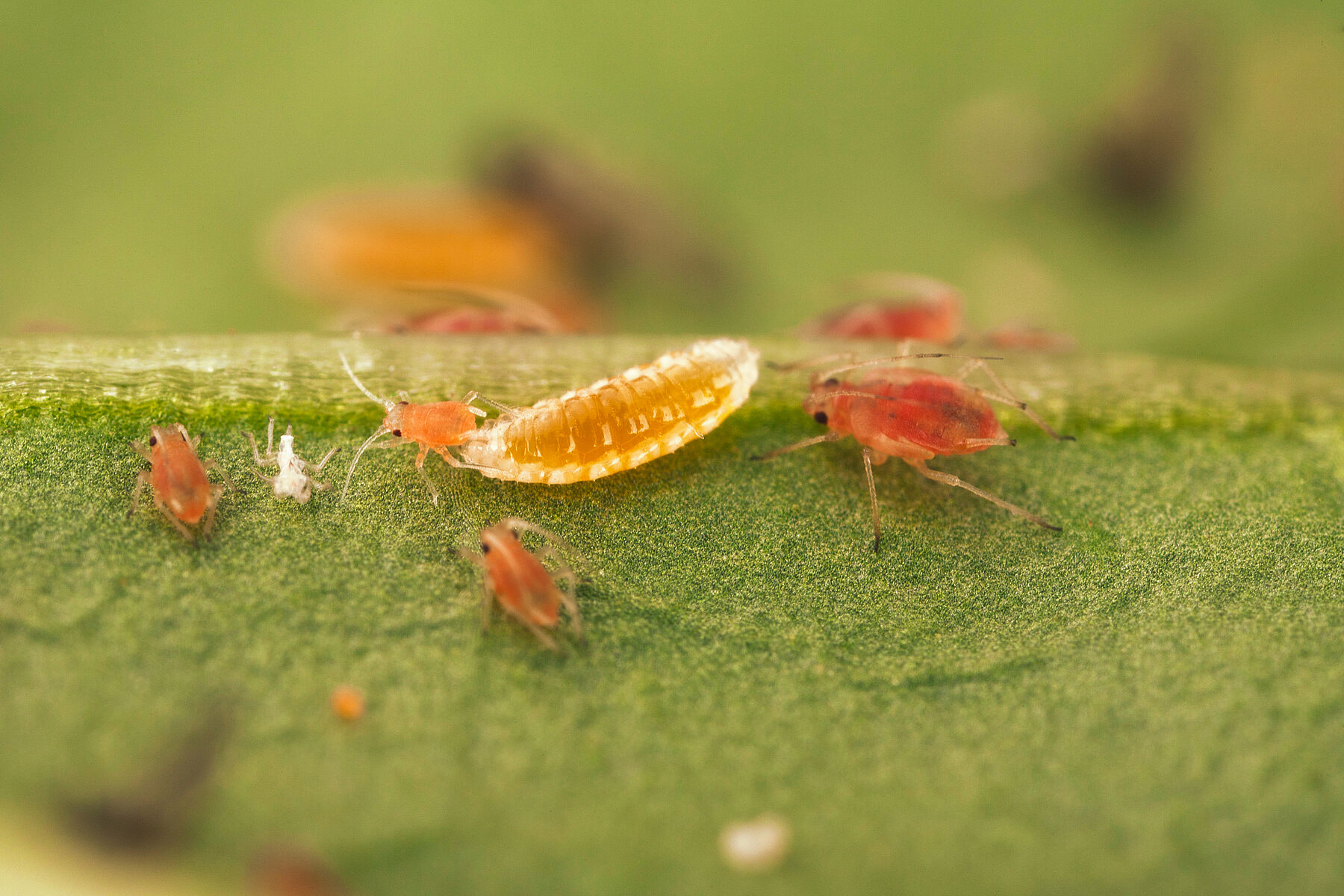Aphidoletes aphidimyza - Predatory Gall Midge for Aphid Control