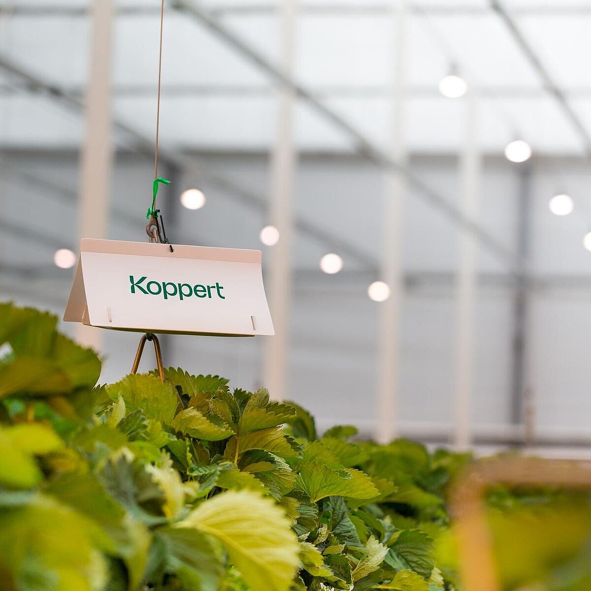 Deltatrap | Trap and Monitor Moths and Mealybugs | Pheromone Trap