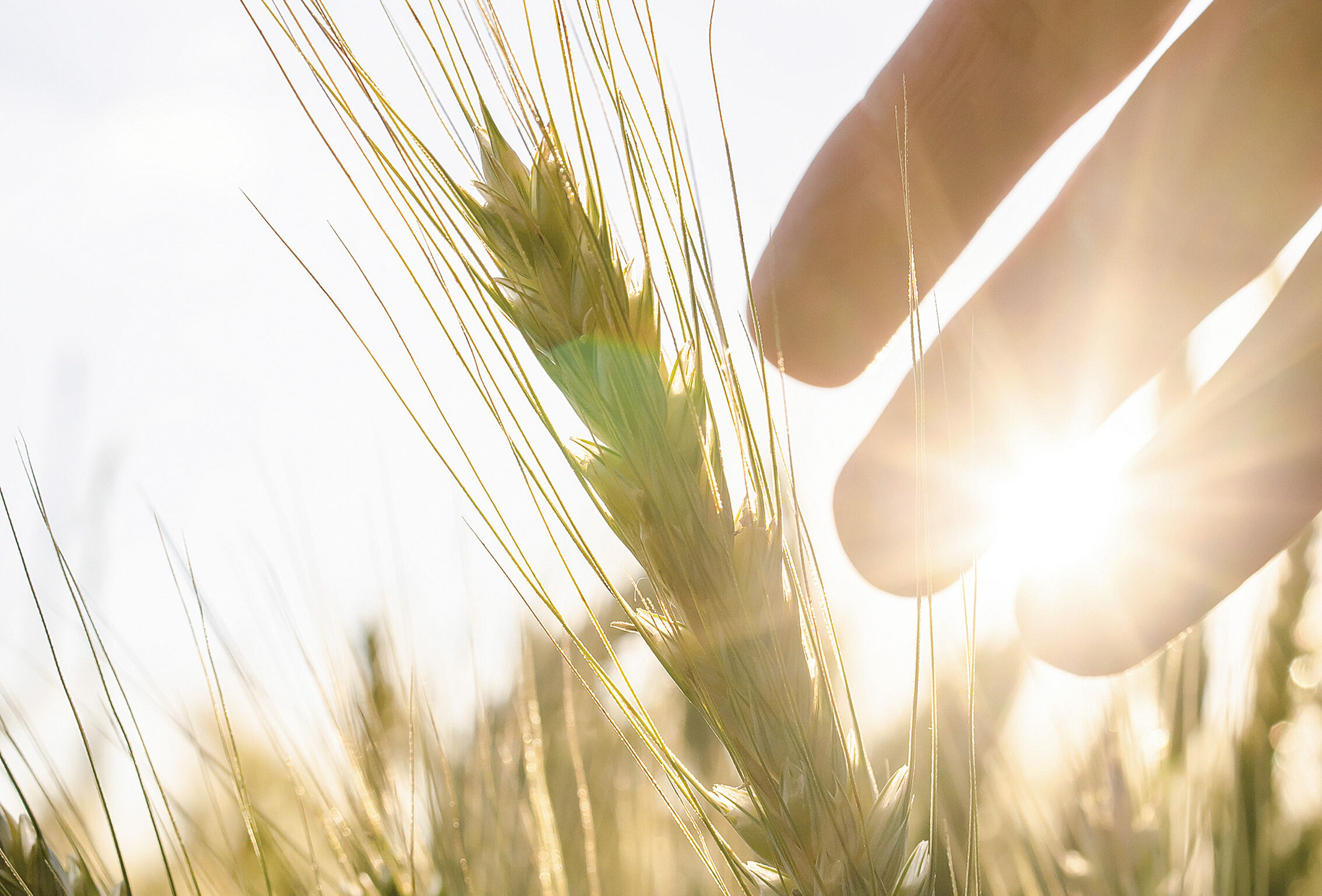 Our company | Koppert Global