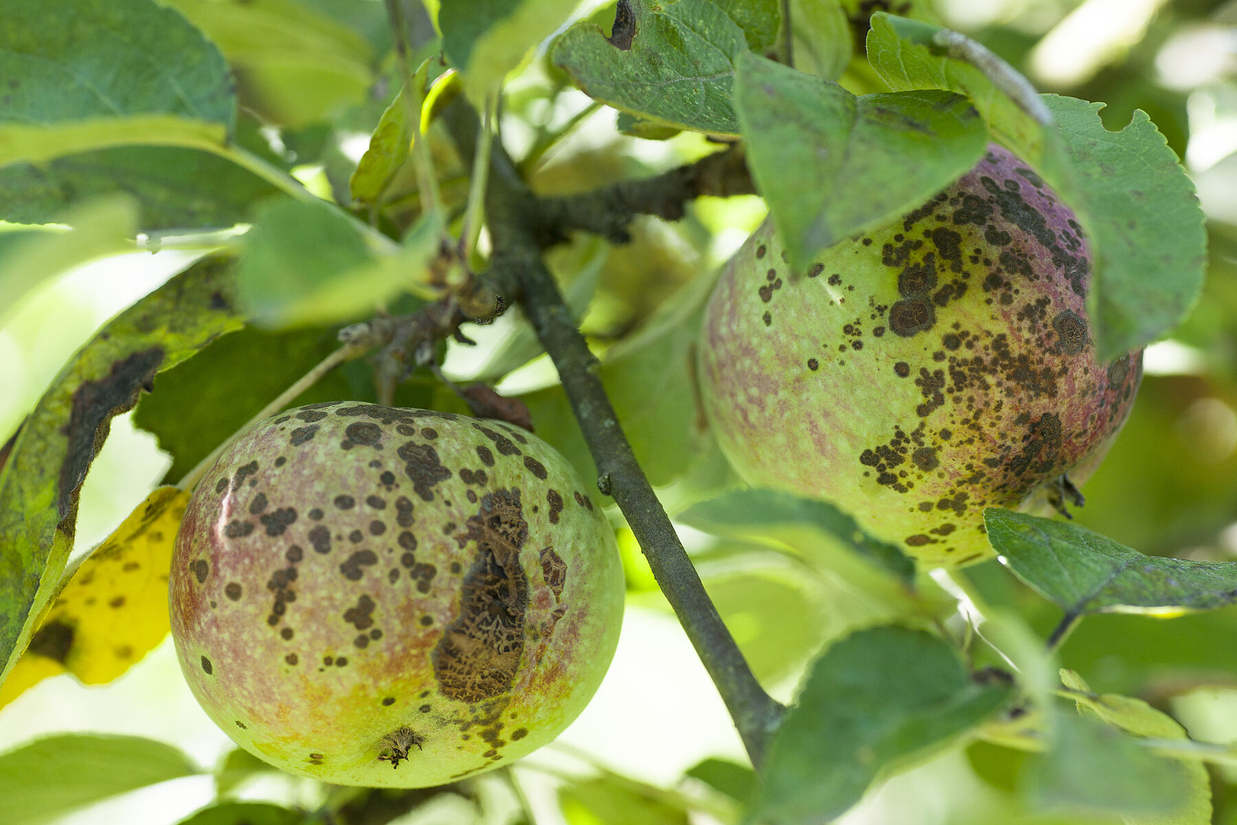 Apple scab - Prevention, Control and Damage