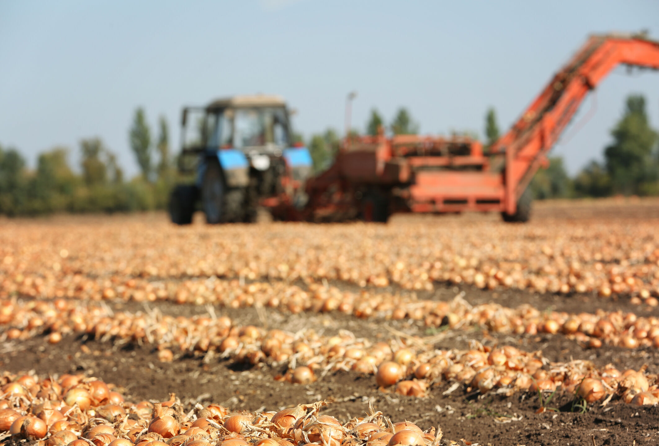 Effective control of onion fly with beneficial nematodes | Koppert Global
