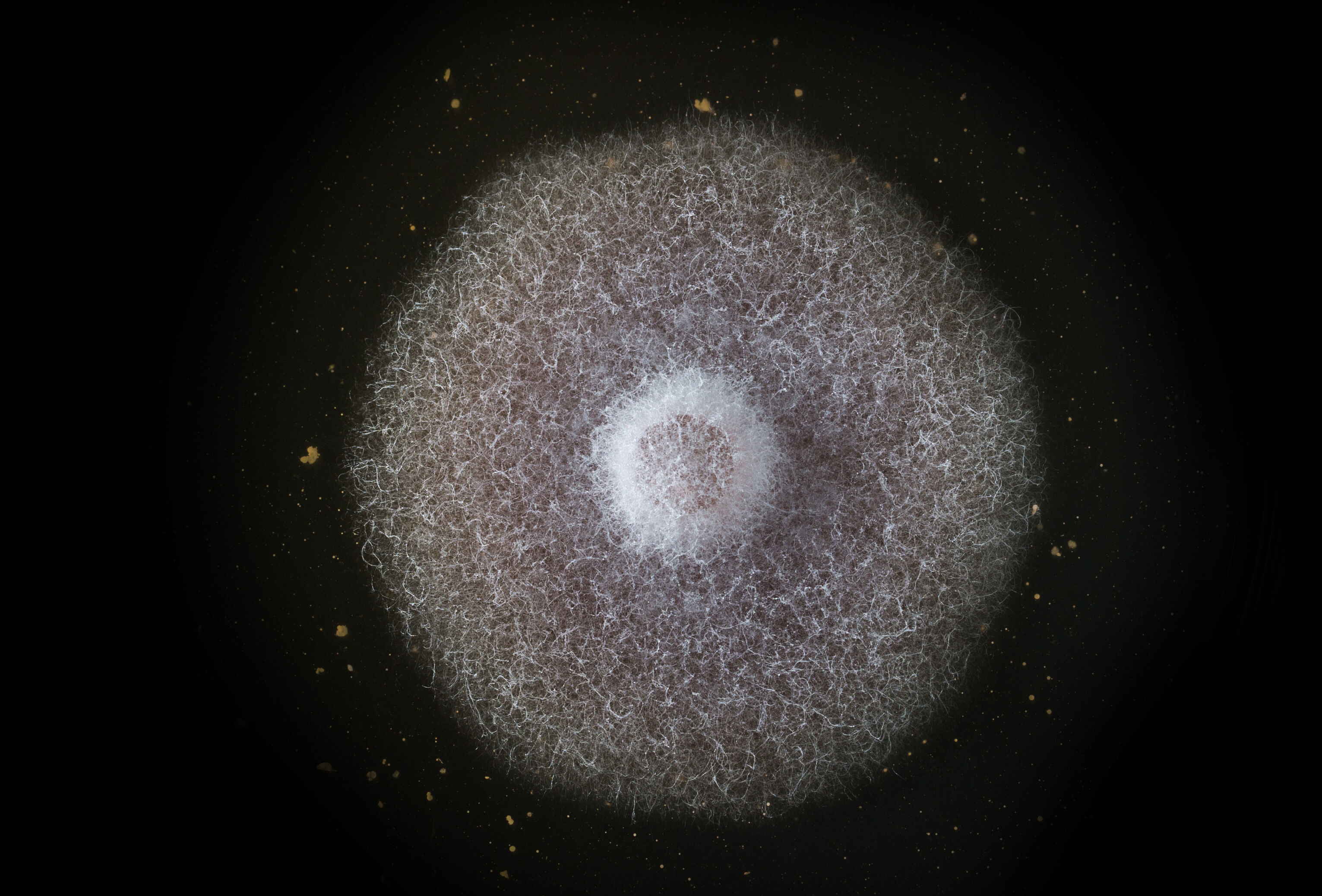 Fusarium spp. - Prevention, Control and Damage