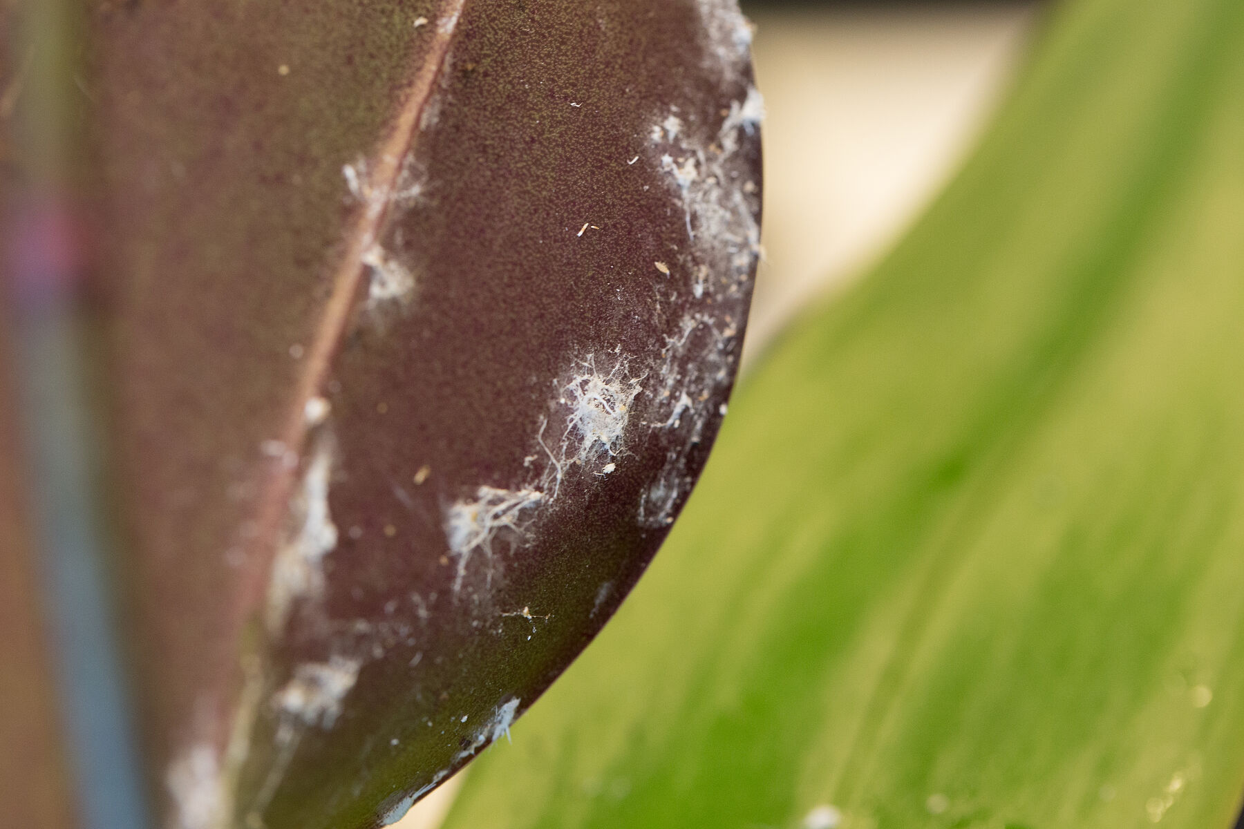 Mealybugs and scales - Biocontrol, Damage and Life Cycle
