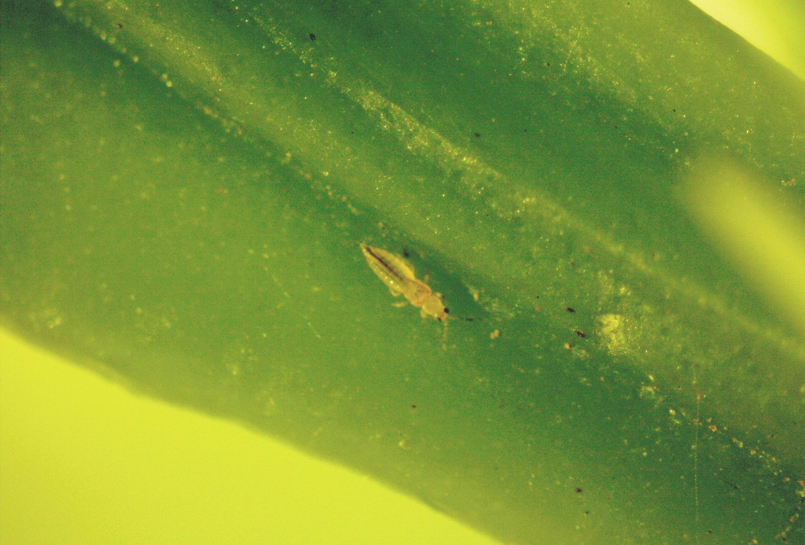 Citrus thrips - Biocontrol, Damage and Life Cycle