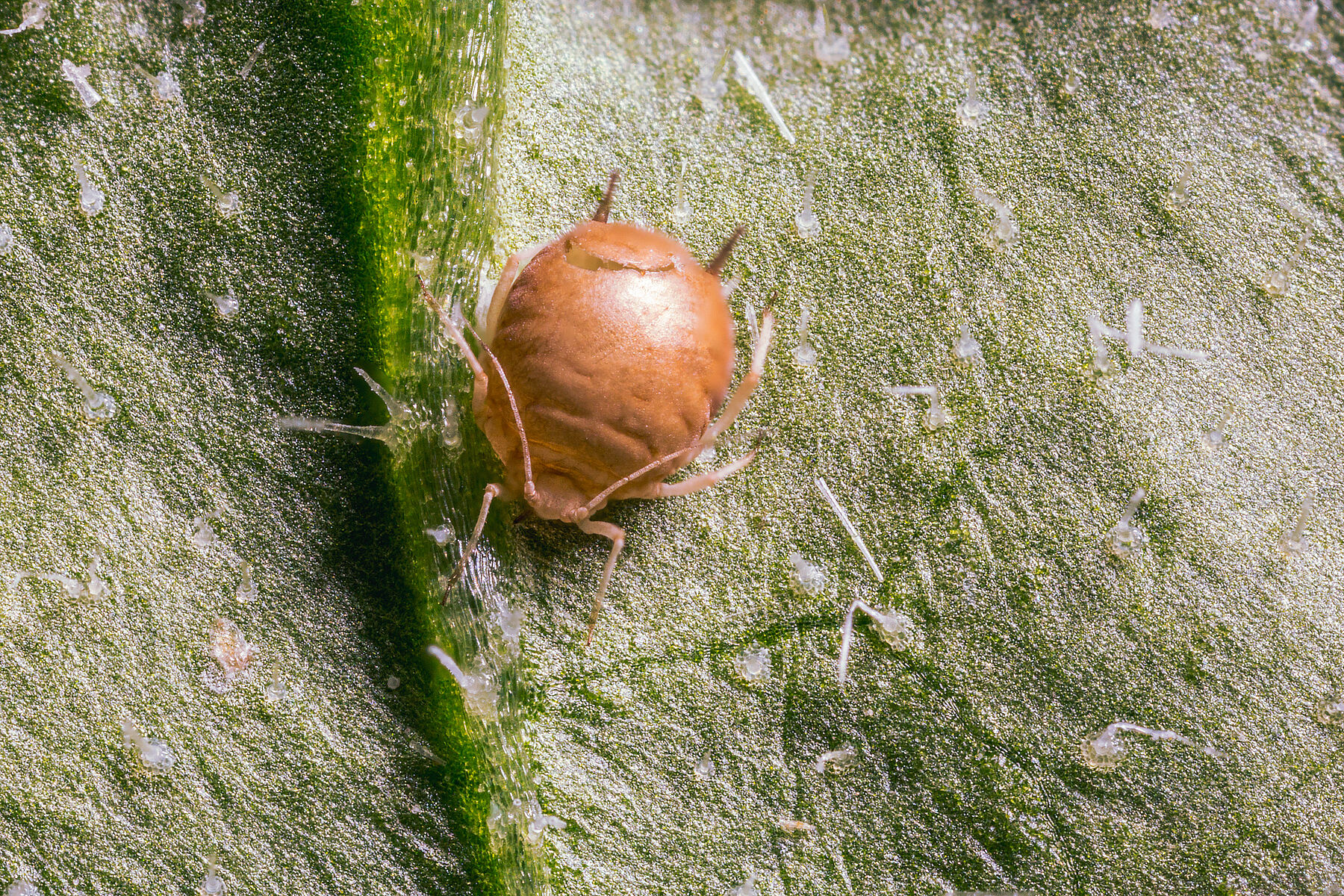 Aphidius colemani (Parasitic Wasp): Biological Control of Aphids