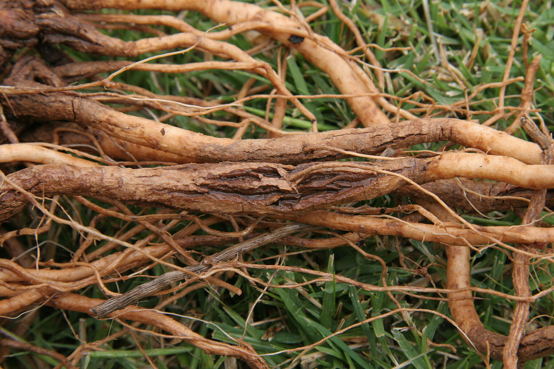 Brown root rot, corky root rot - Prevention, Control and Damage