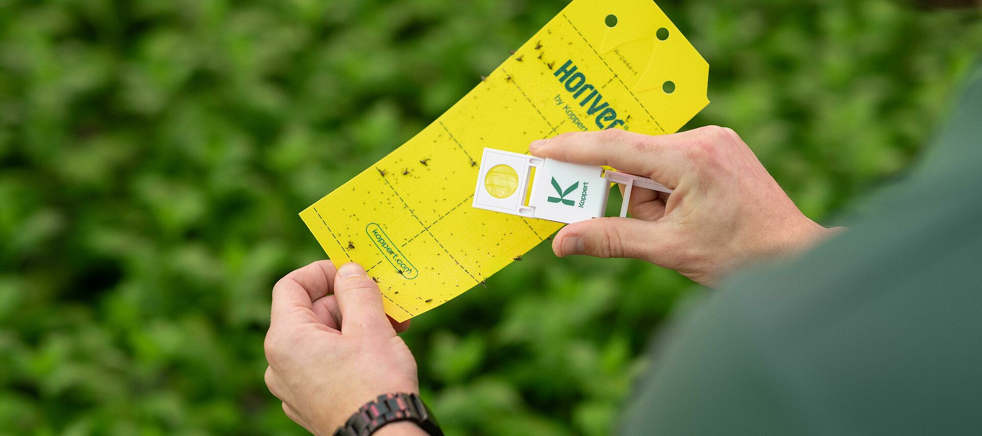 Crop Monitoring and Scouting | Koppert Global