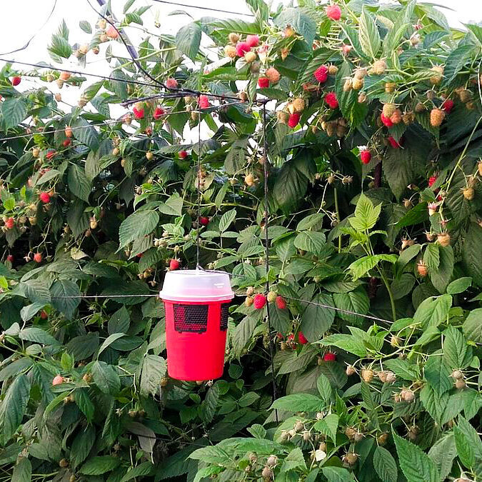 Drososan | Trap and Monitor Drosophila suzukii | Insect Trap