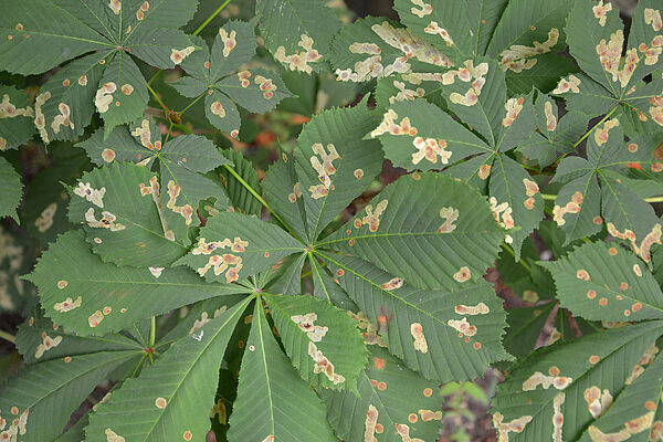 chestnut tree leaf miner