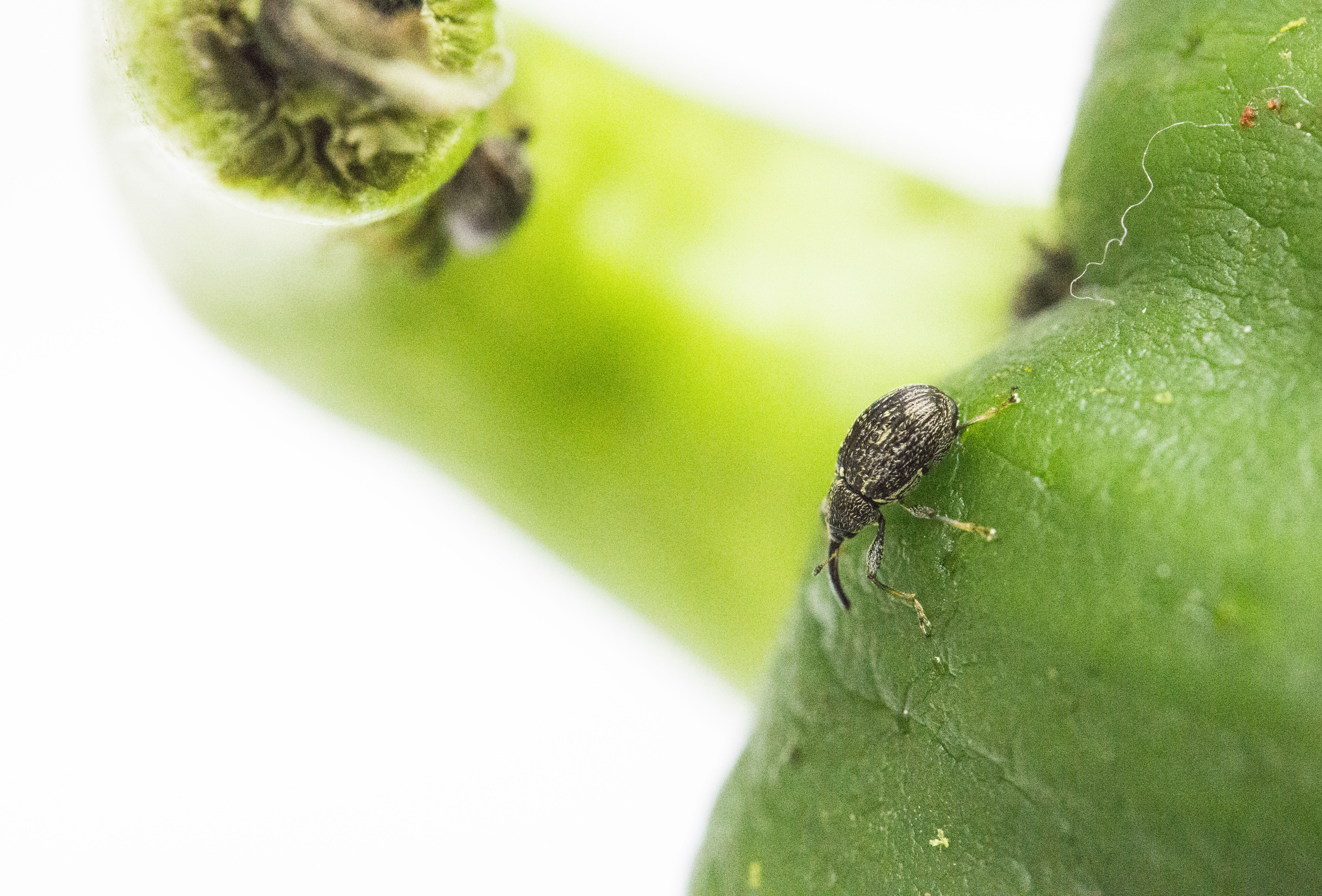 Pepper weevil - Biocontrol, Damage and Life Cycle