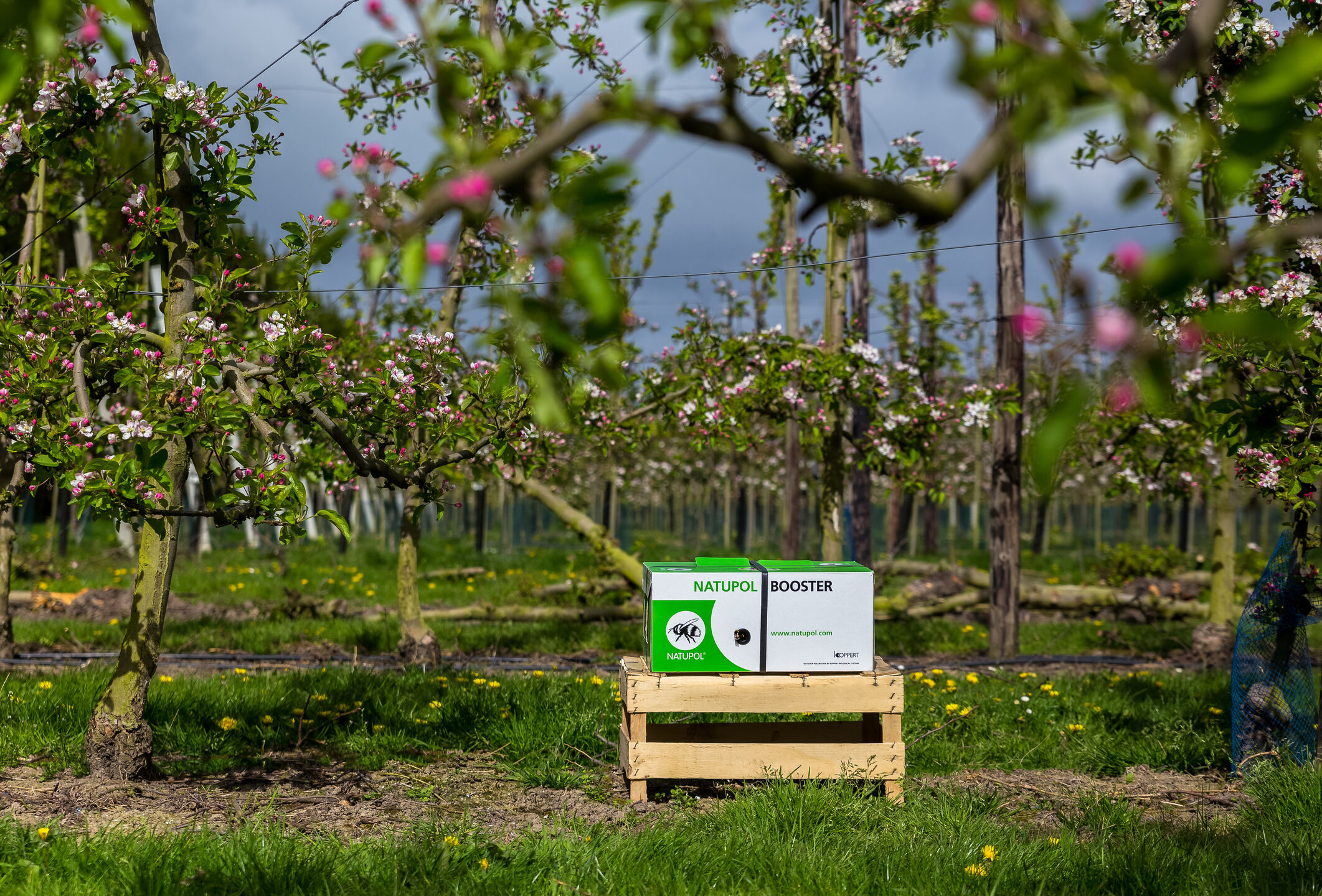 Outdoor Crops Pollination Advice - Bumblebee Best Practices