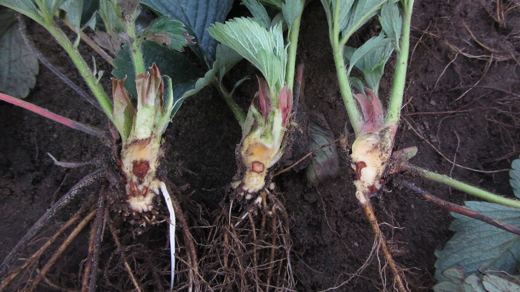 Root and crown rot of strawberry - Prevention, Control and Damage