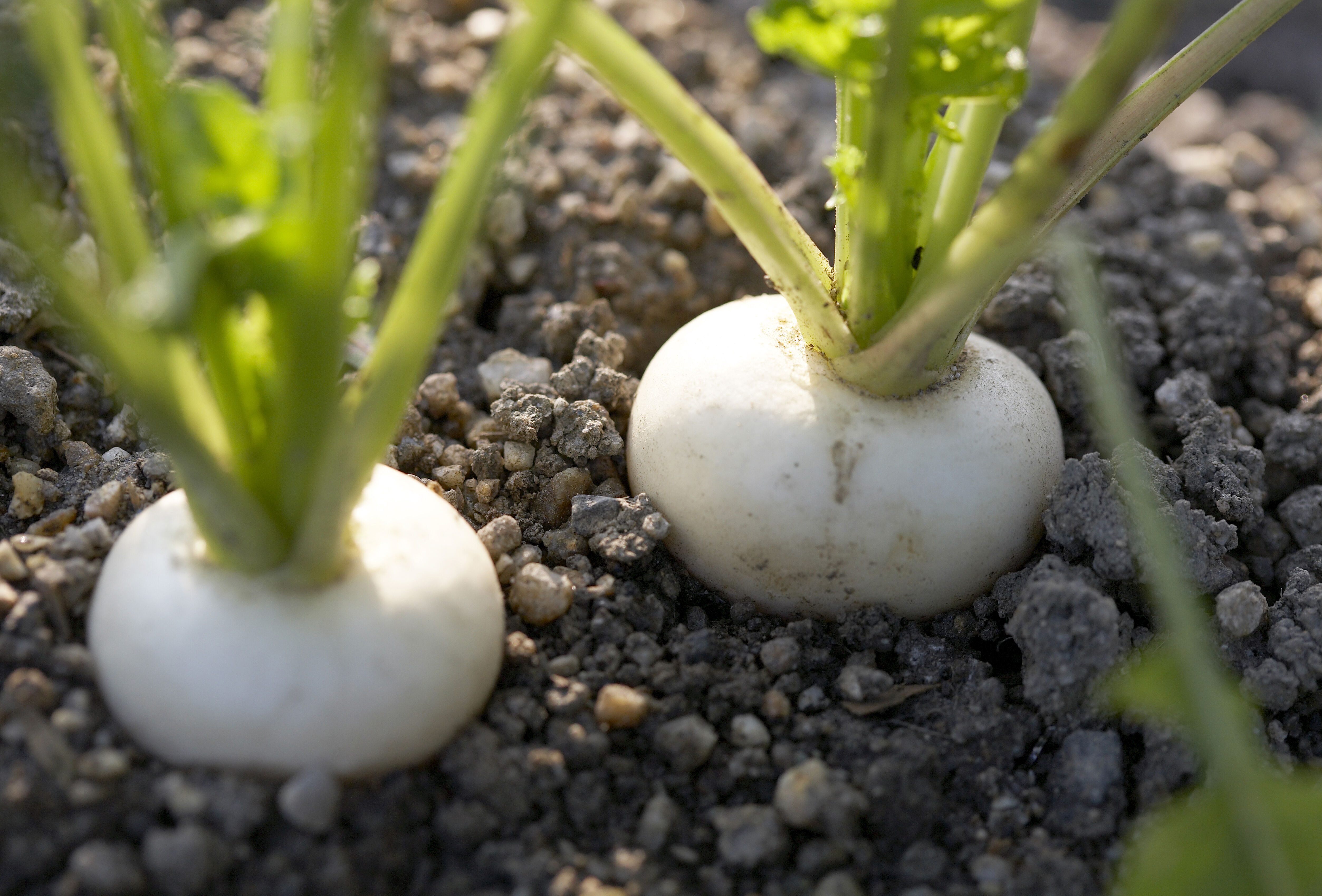 Turnip | Koppert Global