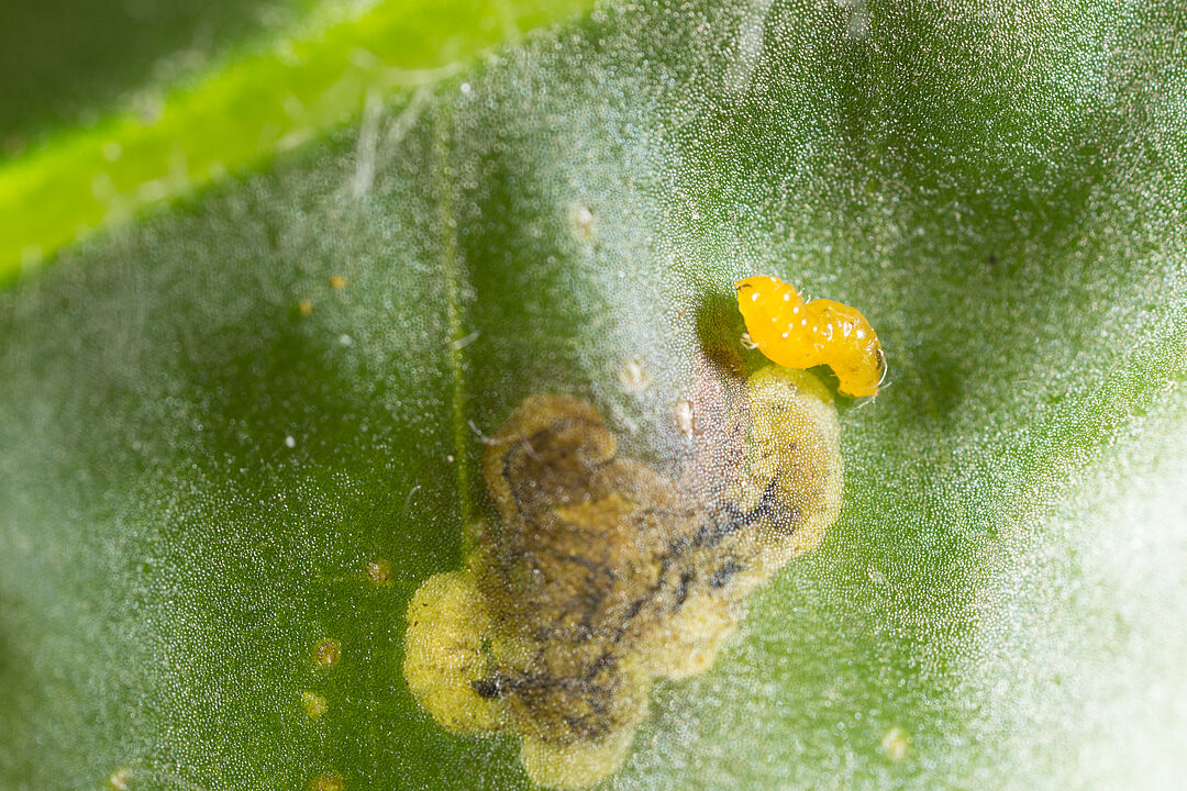 arborvitae leafminer control