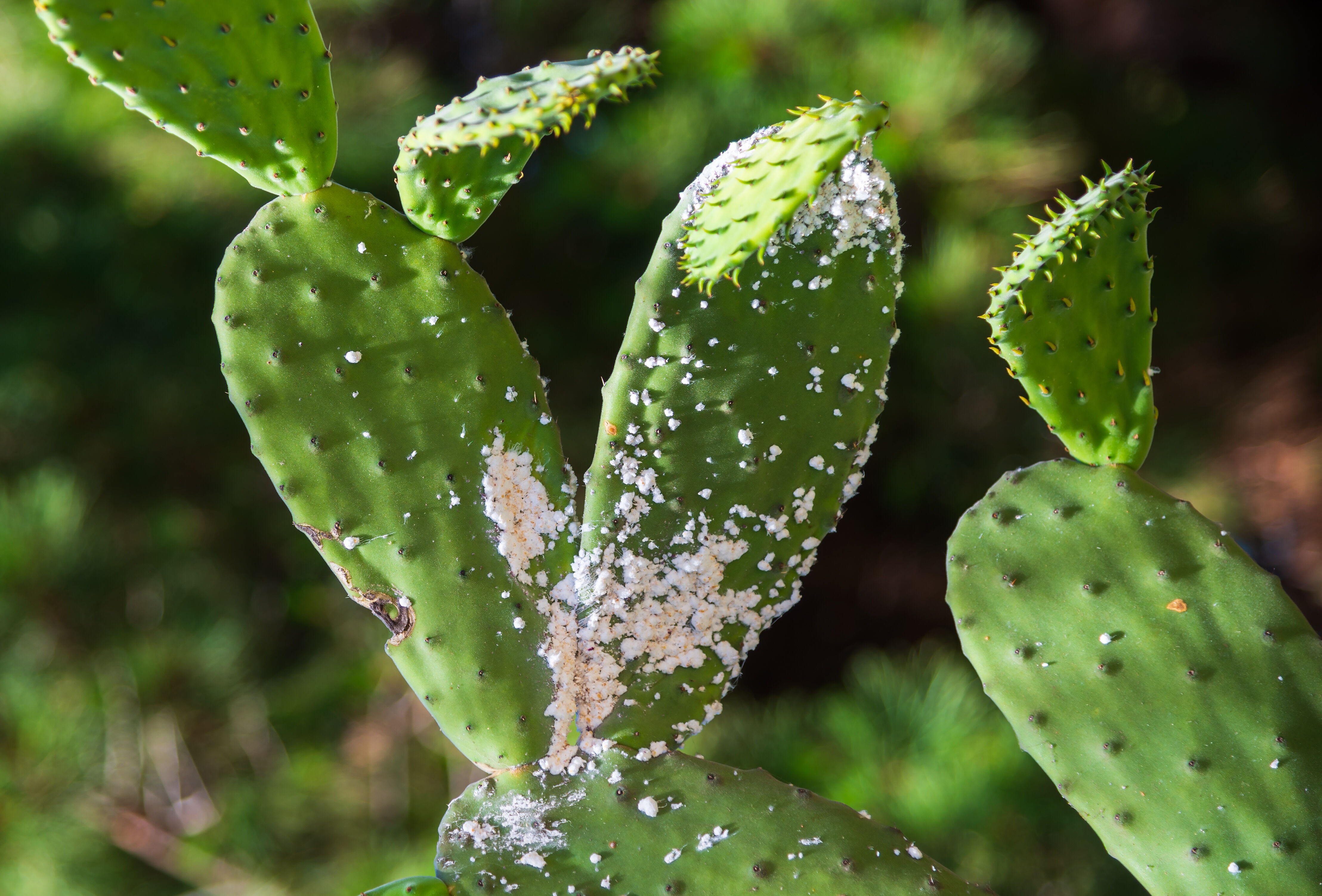 Cactus Diseases And Pests Identifying And Treating Mealy Bugs Trex