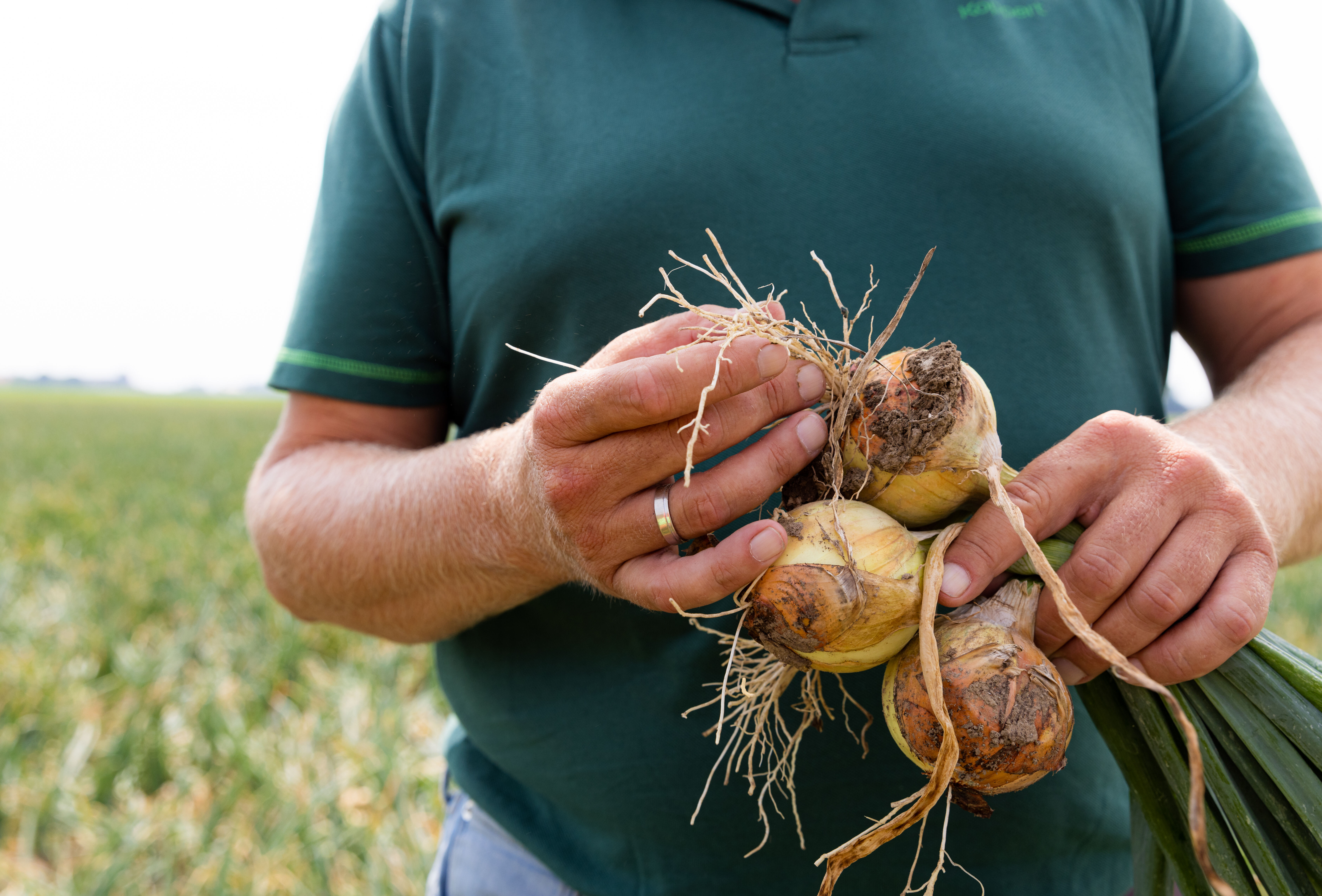 Protecting onion harvest with biological crop protection | Koppert Global