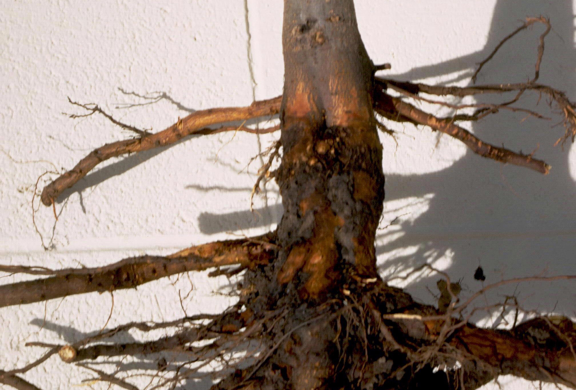 Apple collar rot - Prevention, Control and Damage