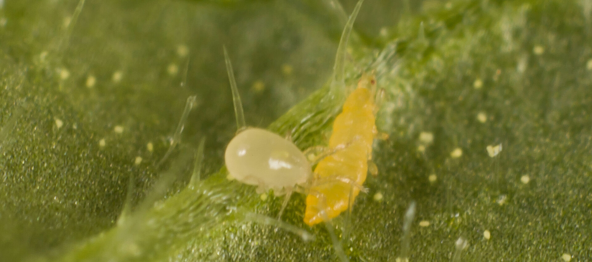 Chilli thrips - Biocontrol, Damage and Life Cycle
