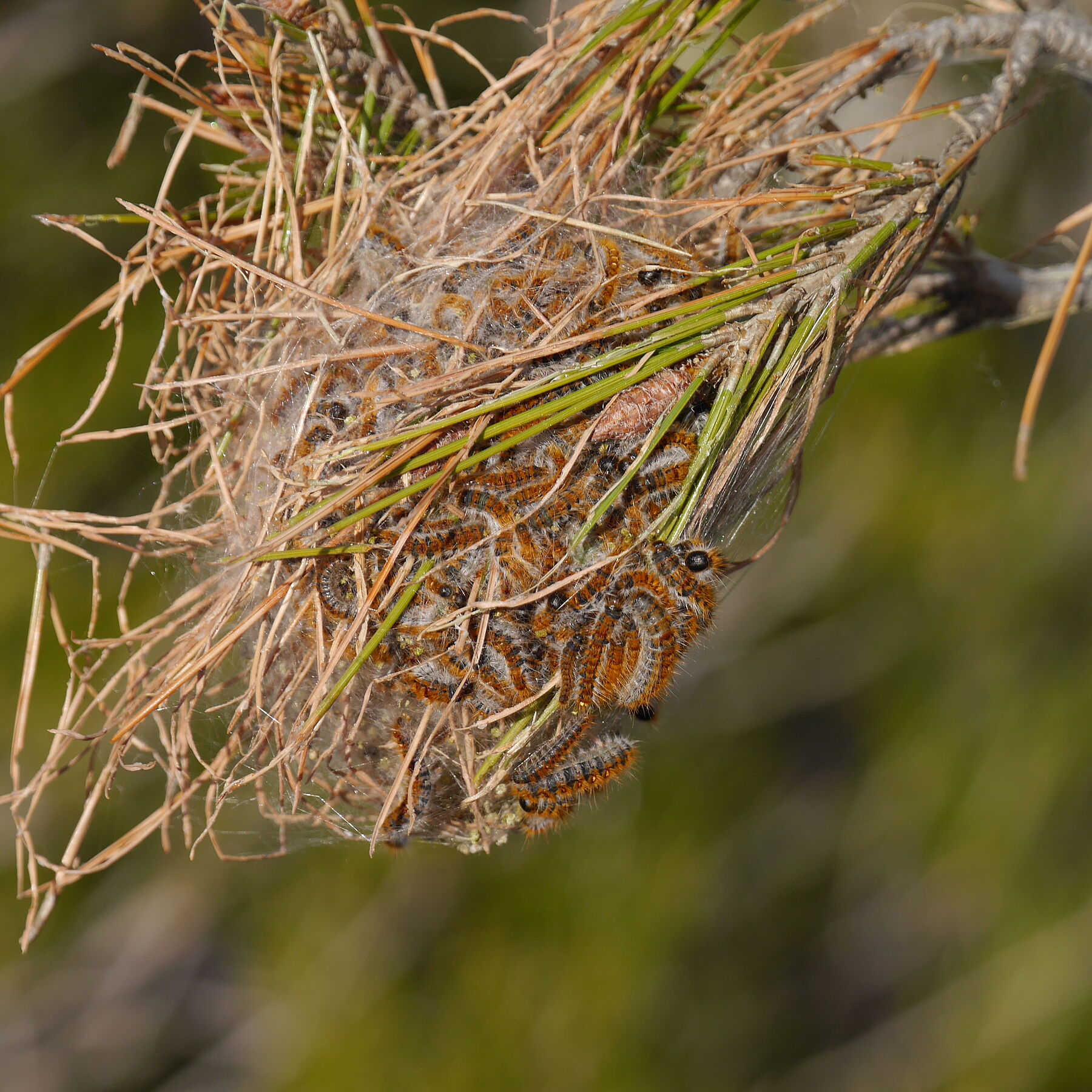 Pine processionary moth - Biocontrol, Damage and Life Cycle