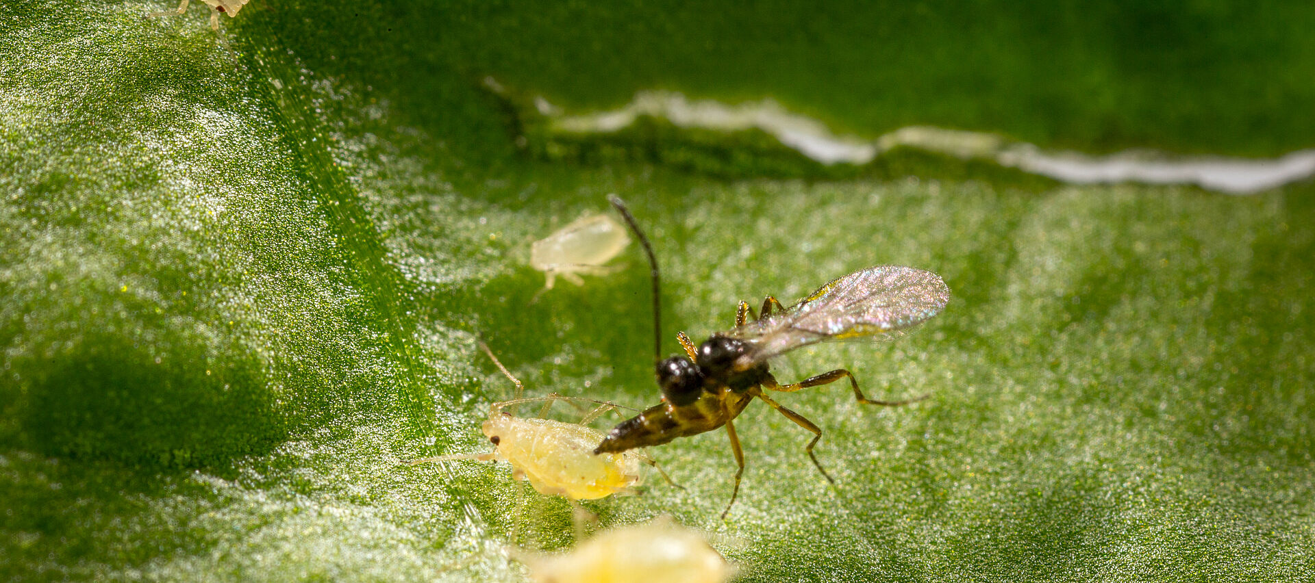 Aphidius ervi (Parasitic Wasp): Biological Control of Aphids