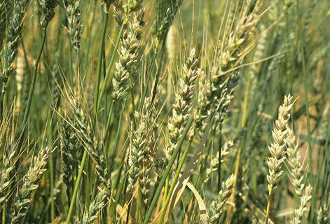 Wheat bunt - Prevention, Control and Damage