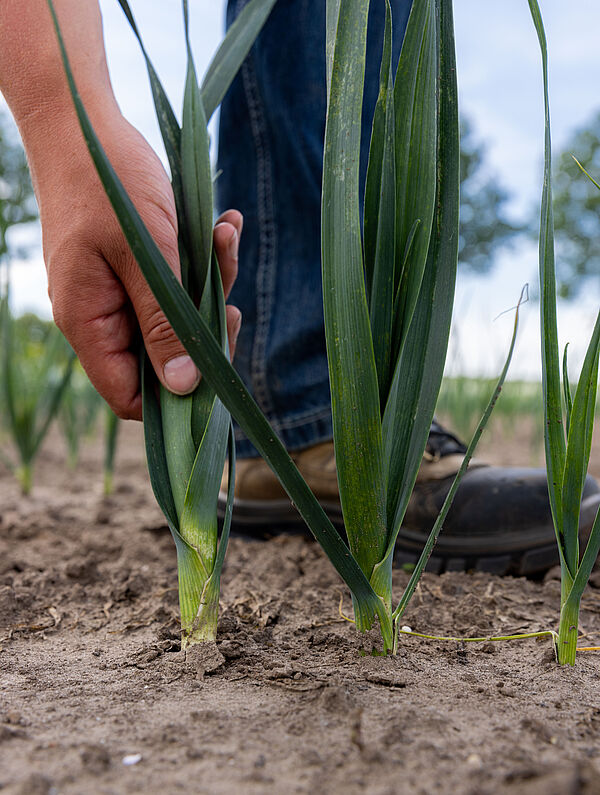 Outdoor Experience Centre | Koppert Global