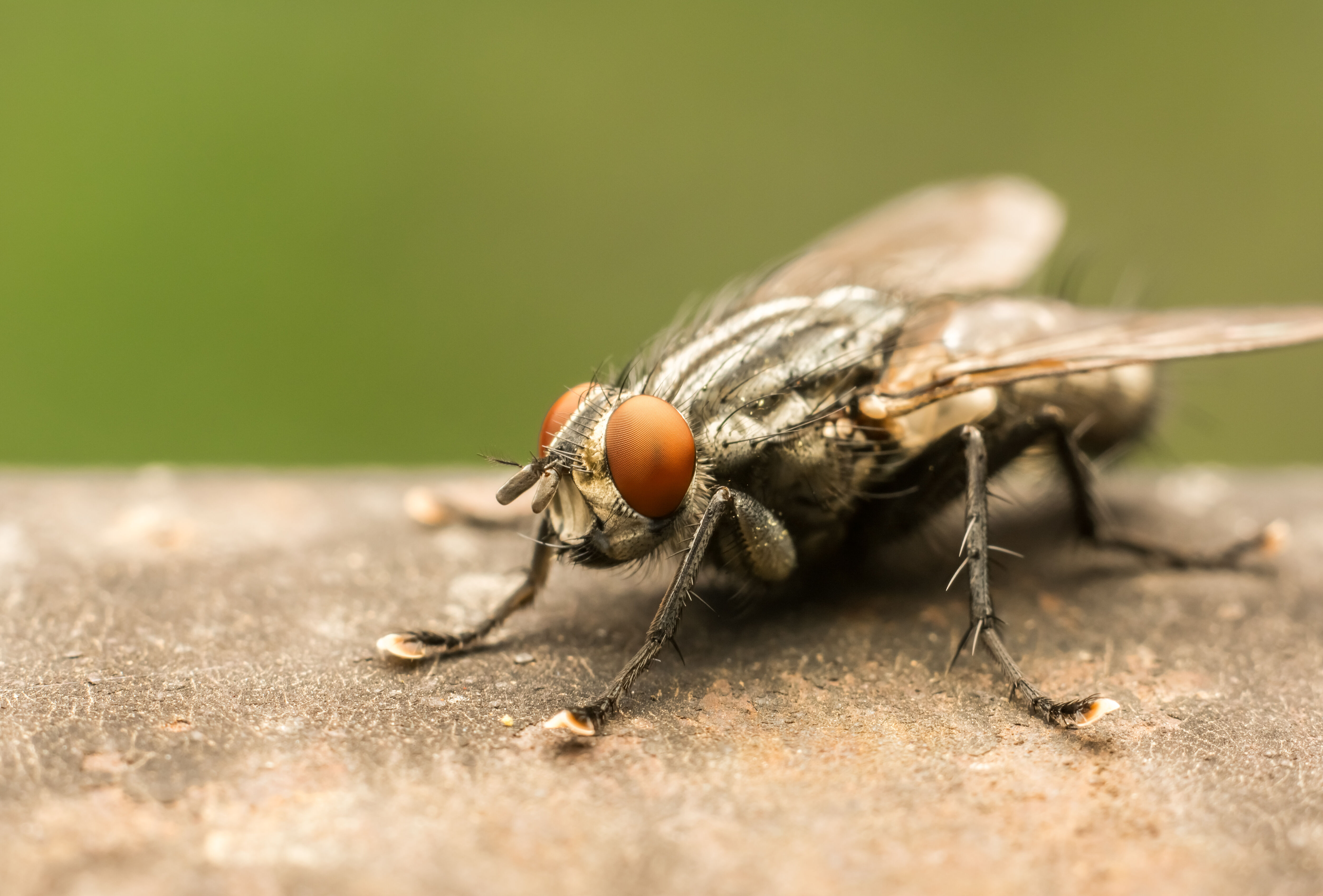 House Fly In Flight