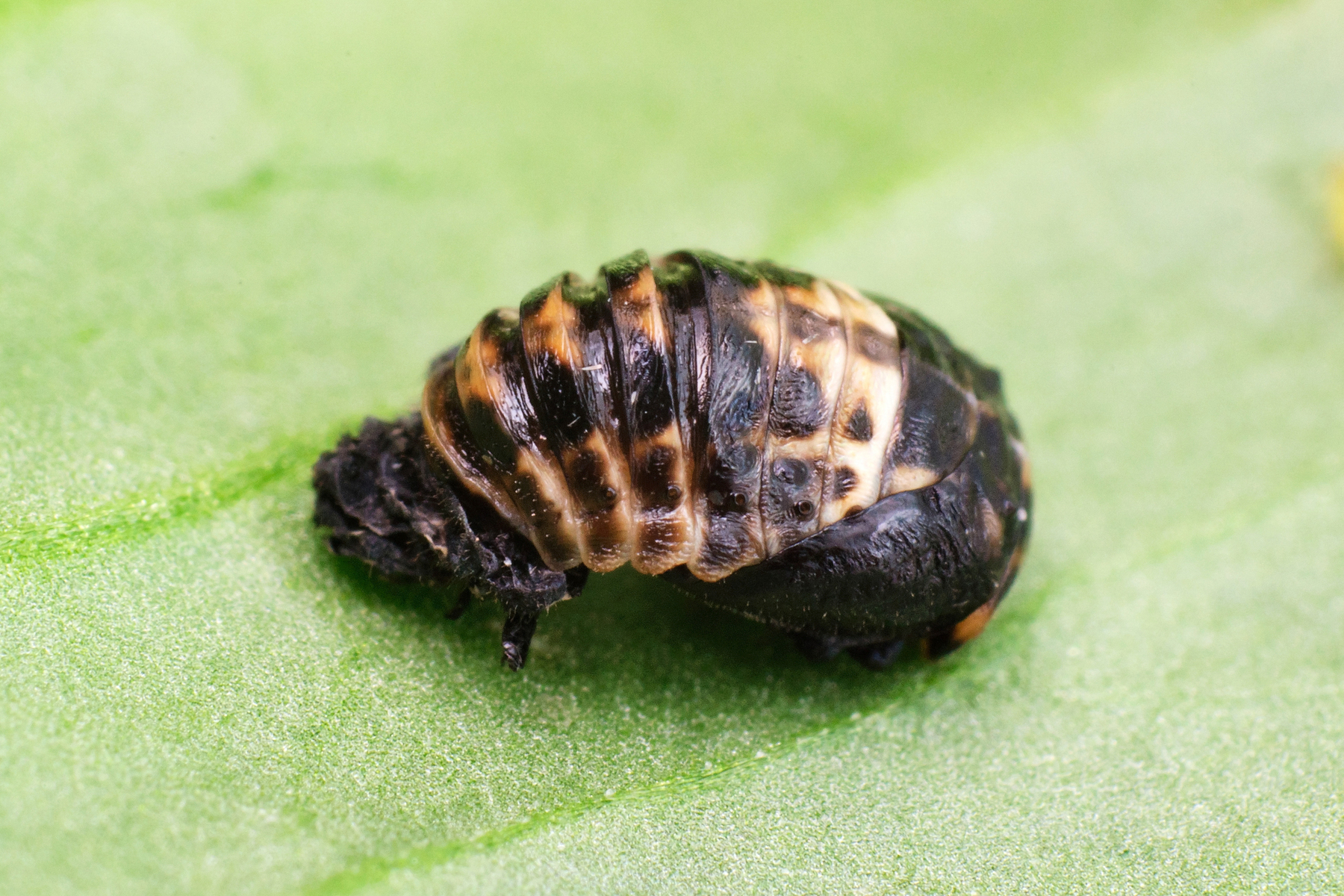 Adalia bipunctata - Predatory Beetle for Aphid Control
