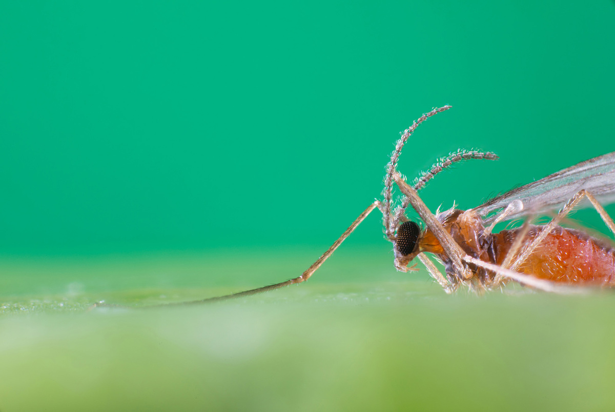 Aphidend | Aphid Control | Gall Midges (Aphidoletes aphidimyza)