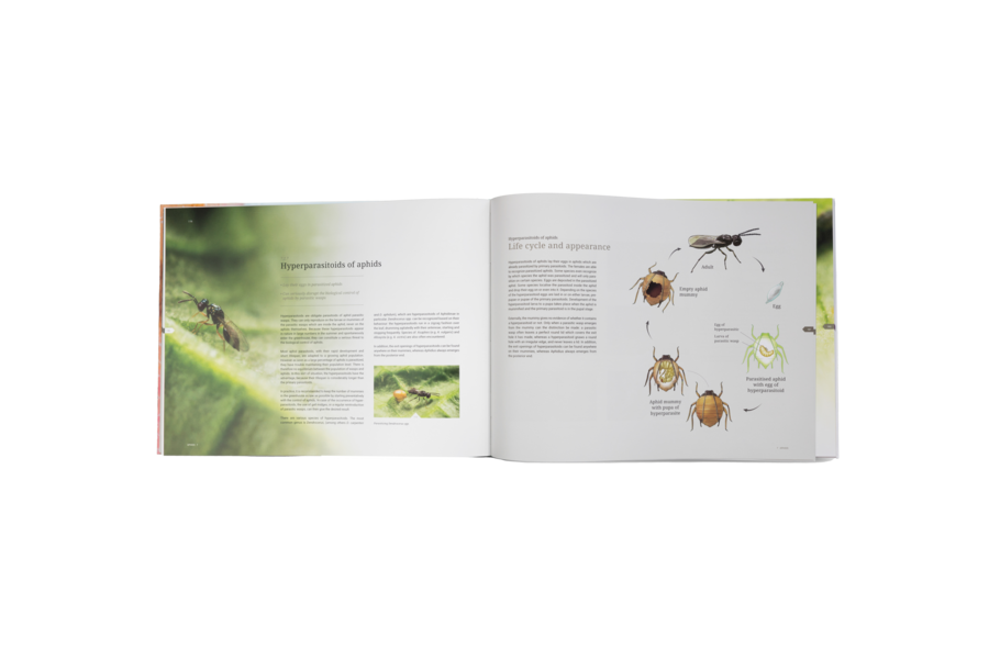 Knowing & recognizing | Koppert Global