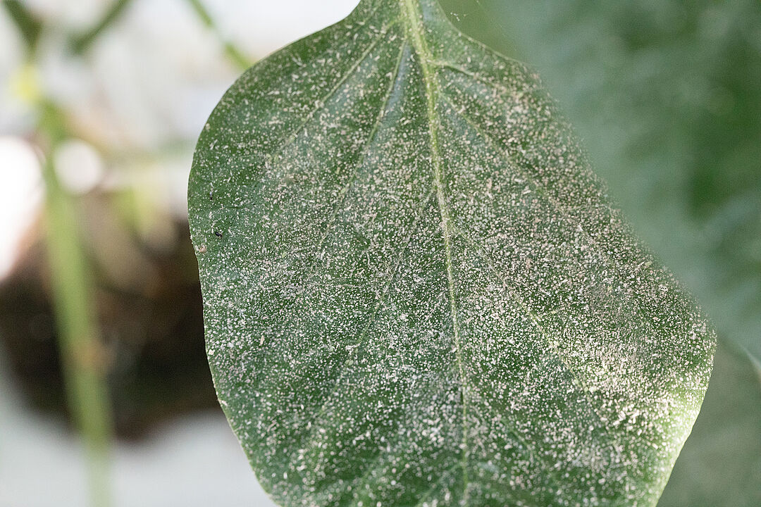 Aphids Damage To Plants