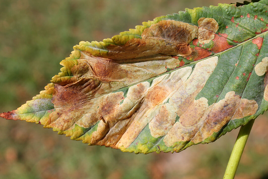 chestnut leaf miner