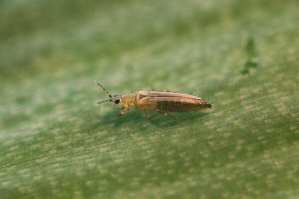 onion thrips control