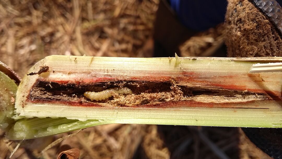 sugarcane stem borer life cycle