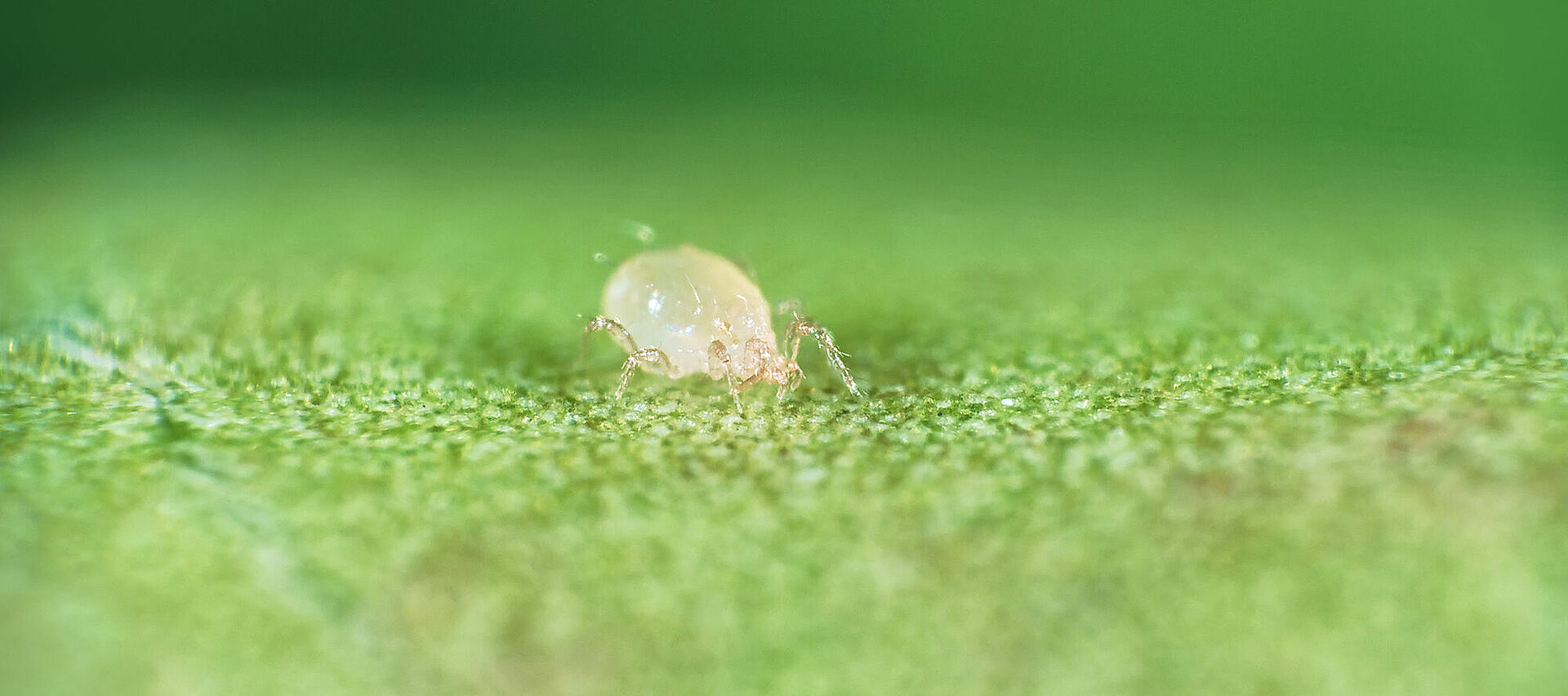 Chilli thrips - Biocontrol, Damage and Life Cycle