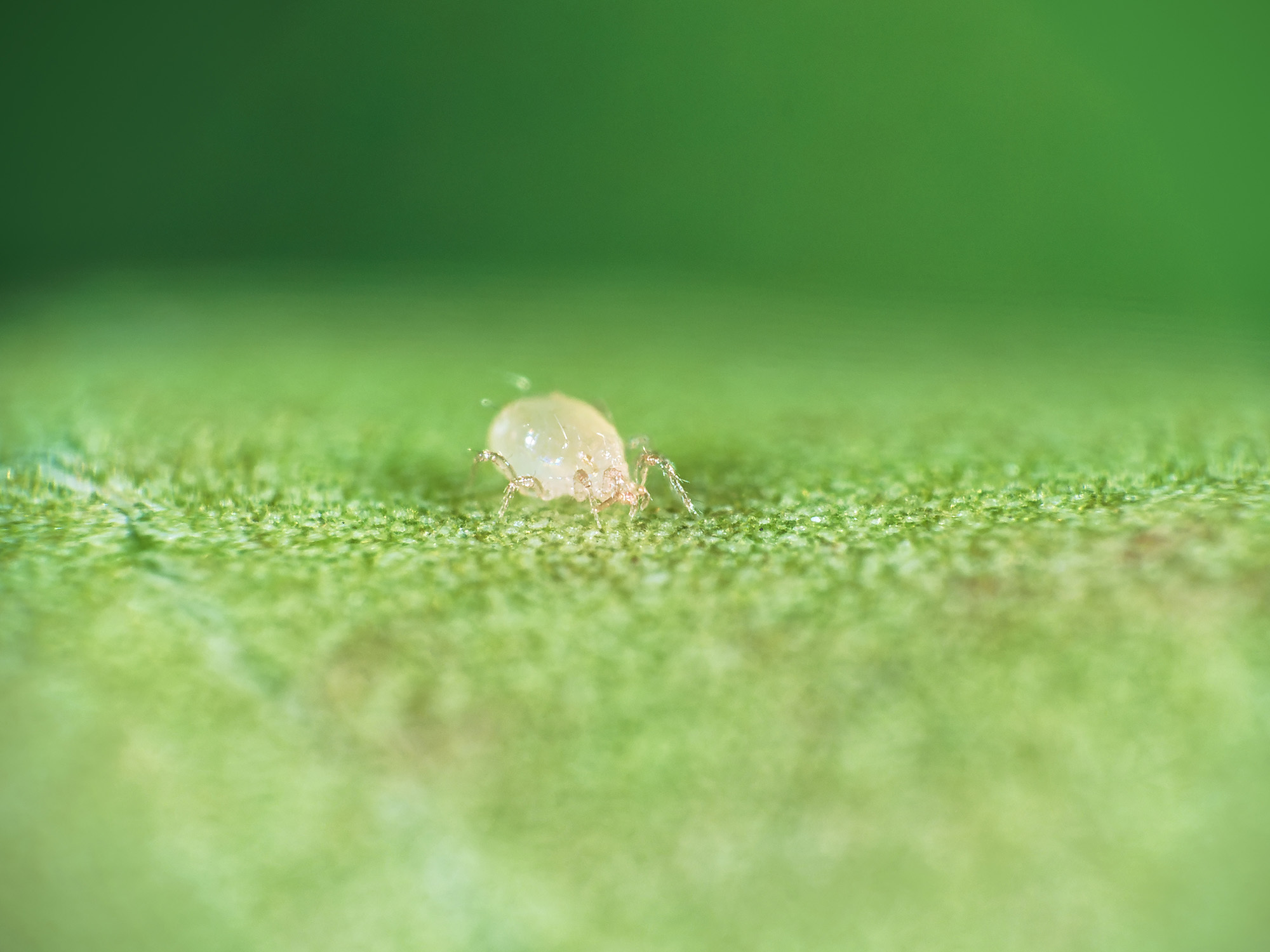 White Mites