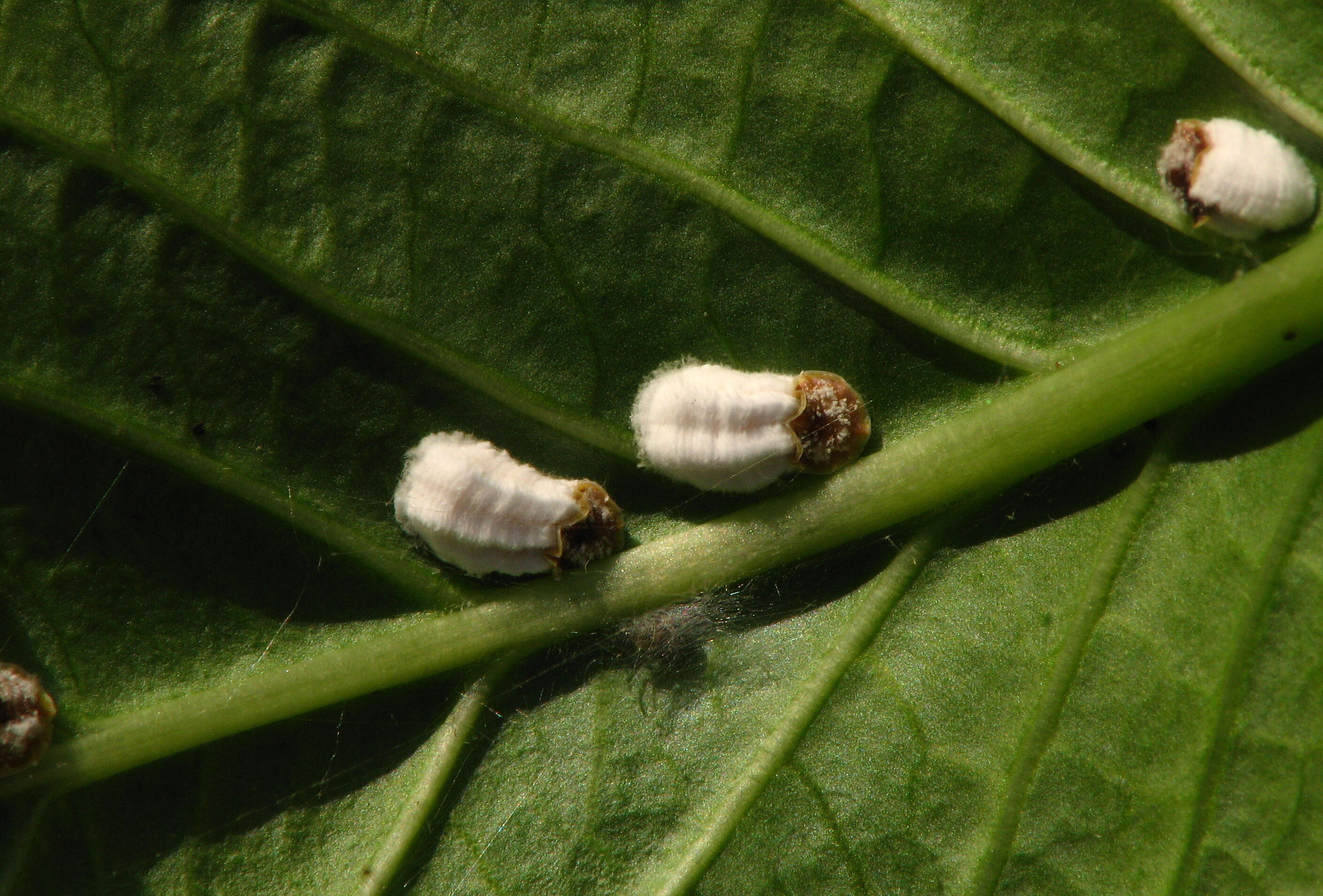 Wax scales - Biocontrol, Damage and Life Cycle