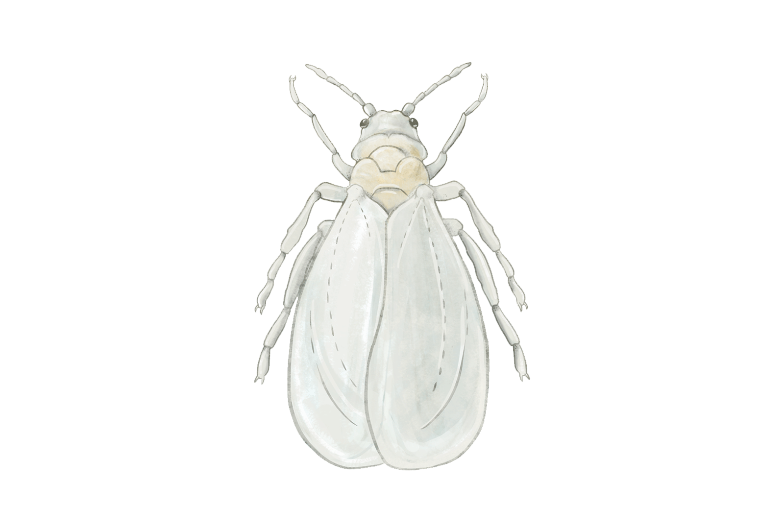Whitefly | Koppert Global