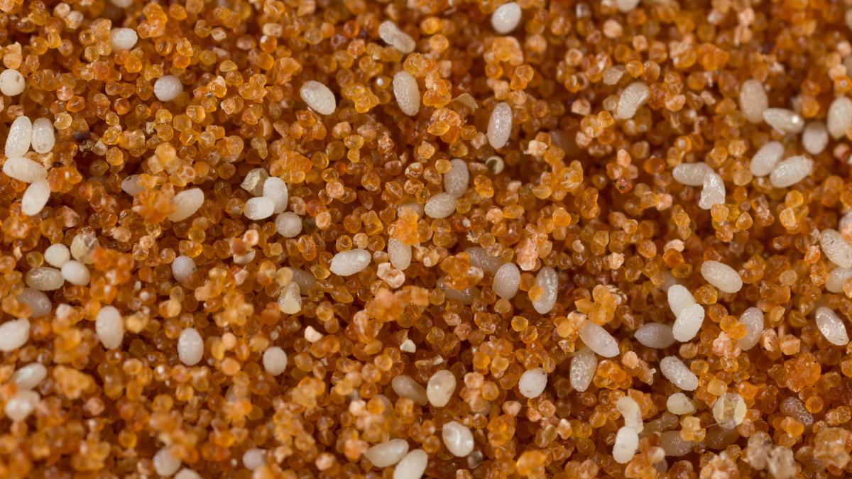 Entofood | Alternative food for Macrolophus pygmaeus