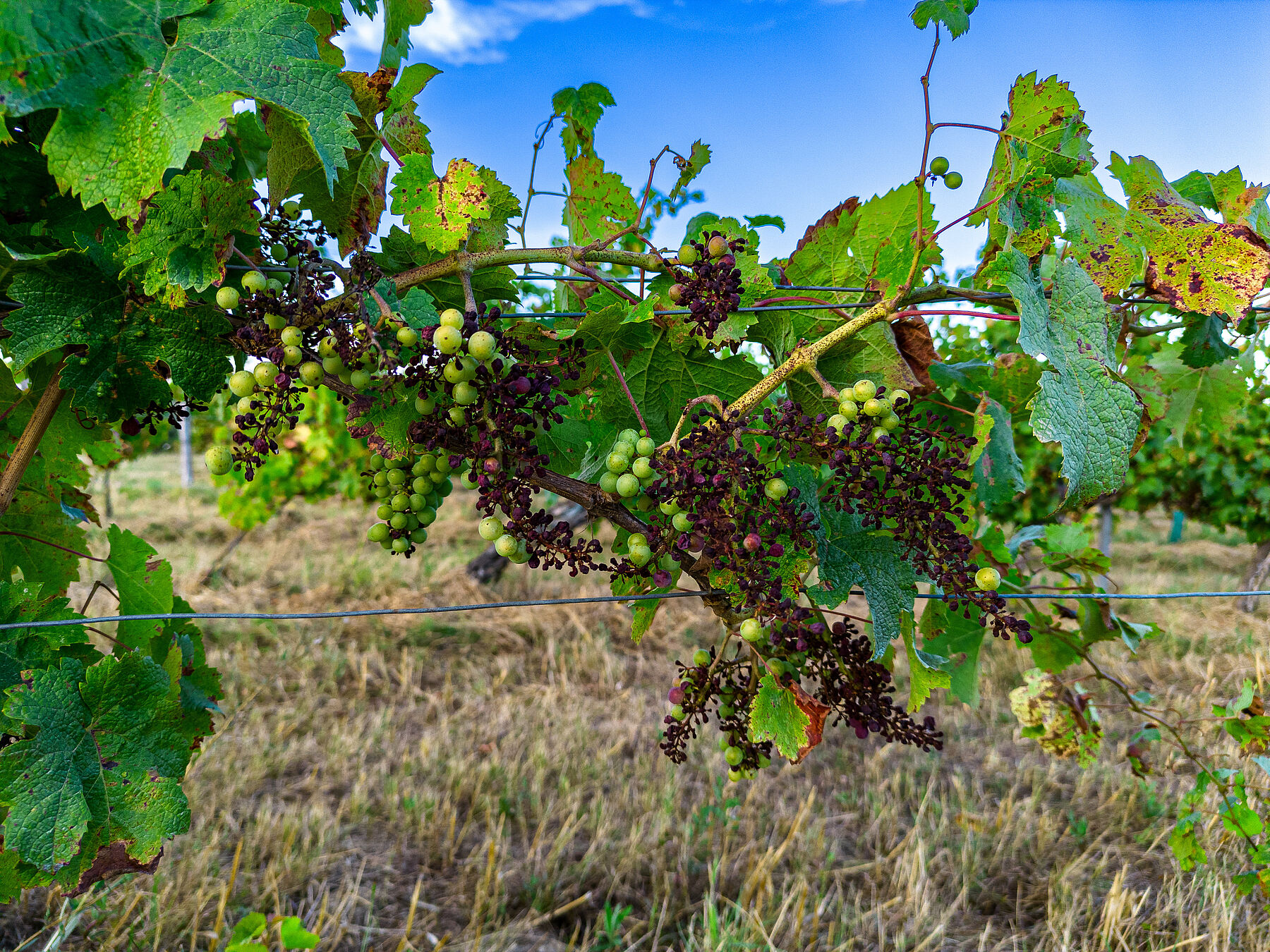 Grape downy mildew - Prevention, Control and Damage