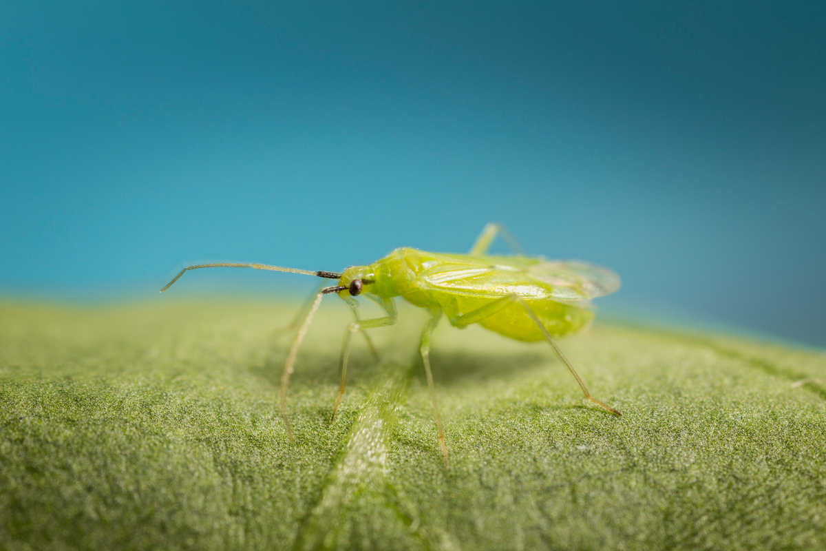 Mirical | Pest Control | Predatory Bugs (Macrolophus pygmaeus)