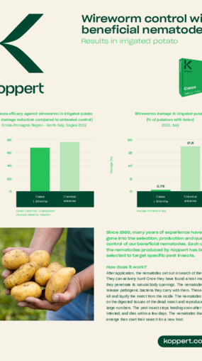 Wireworms control in potatoes with beneficial nematodes | Koppert Global