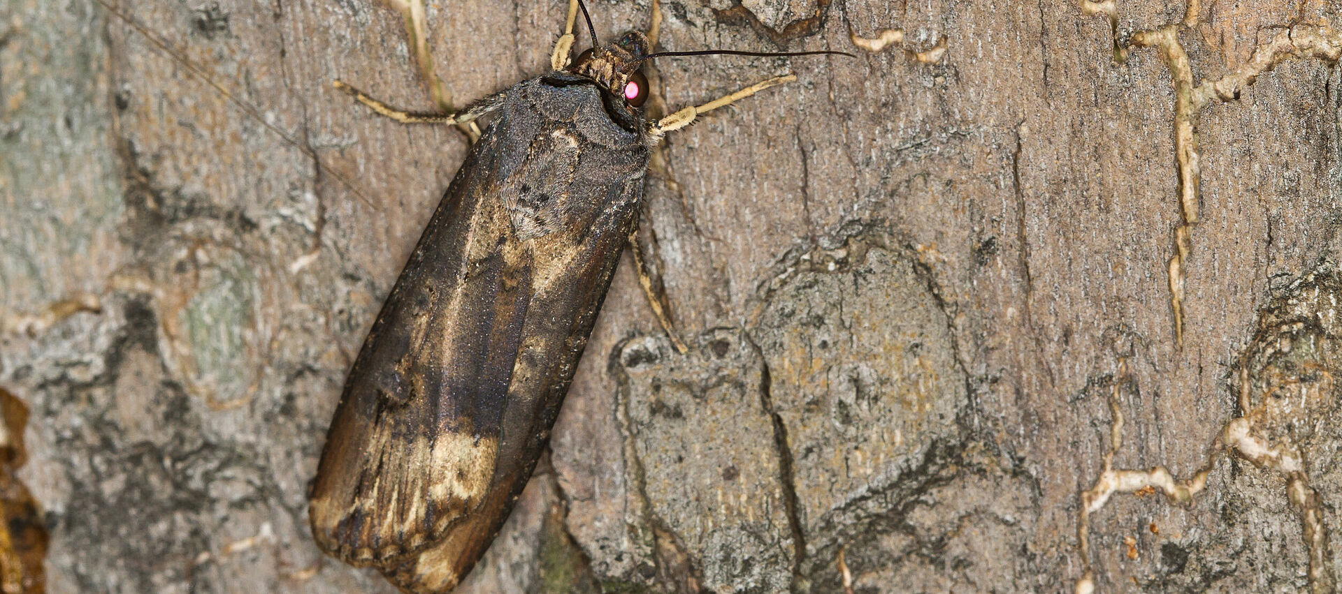 Cutworms - Biocontrol, Damage and Life Cycle
