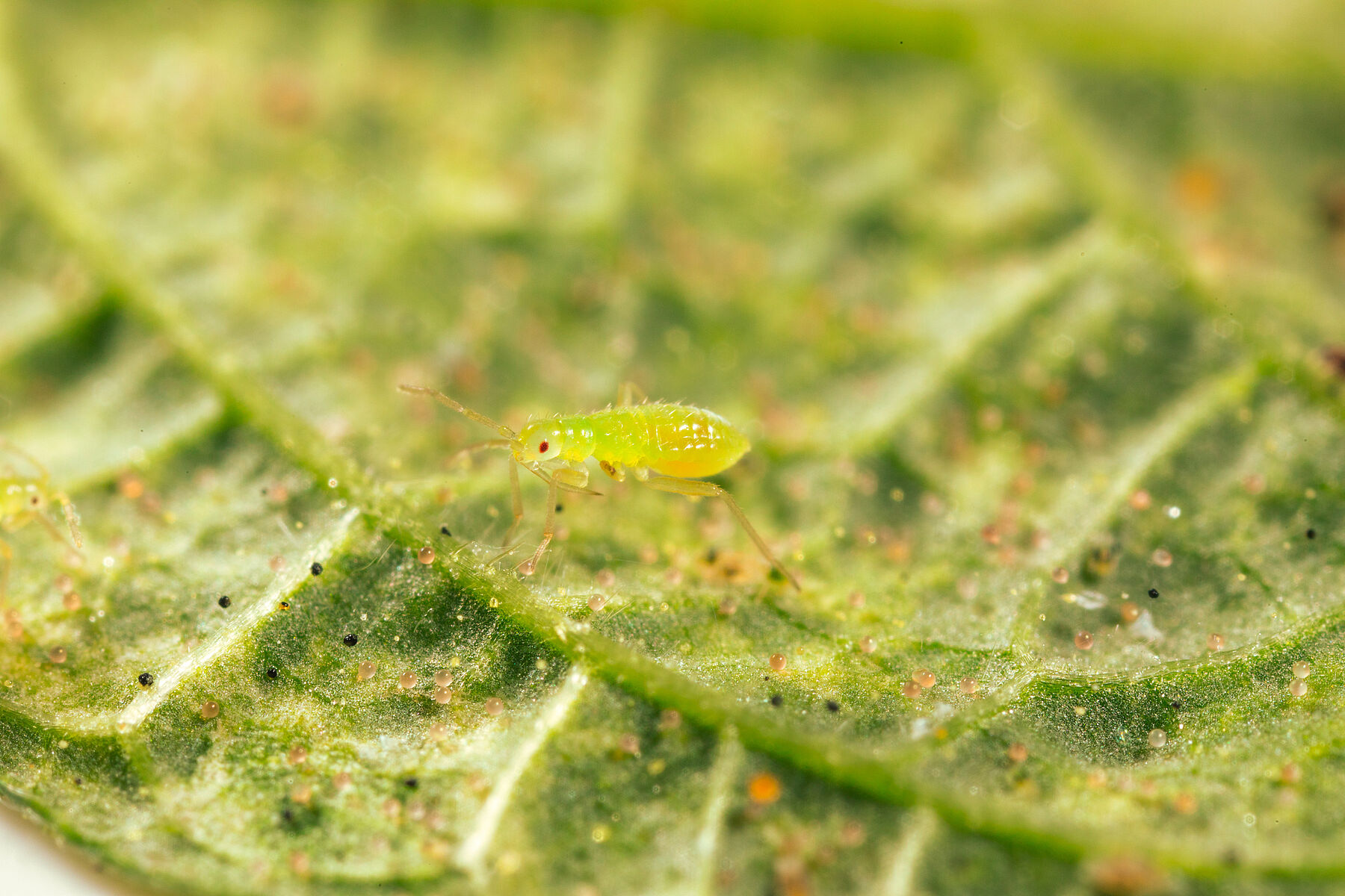 Macrolophus pygmaeus - Predatory Bug for Pest Control