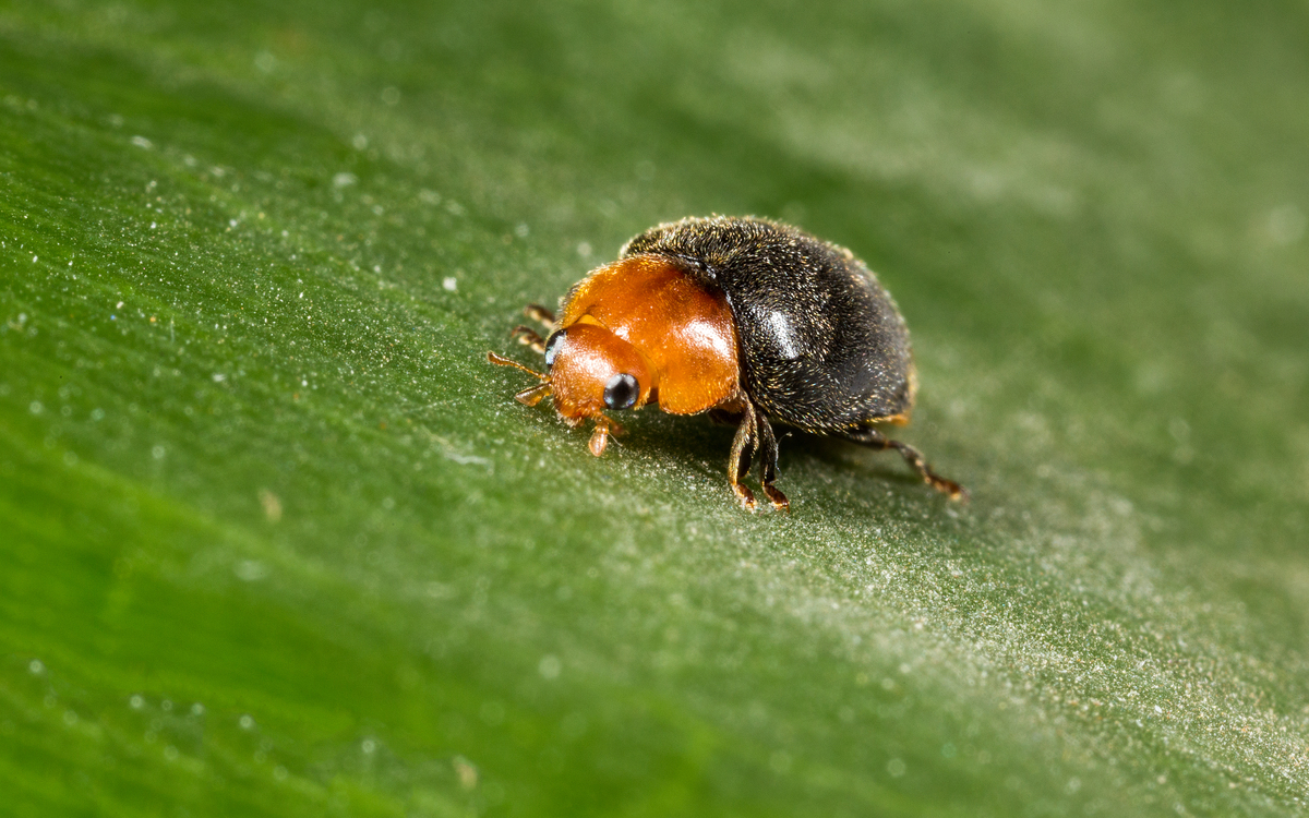 Cryptobug | Mealybug Control | Predatory Beetles (Cryptolaemus ...