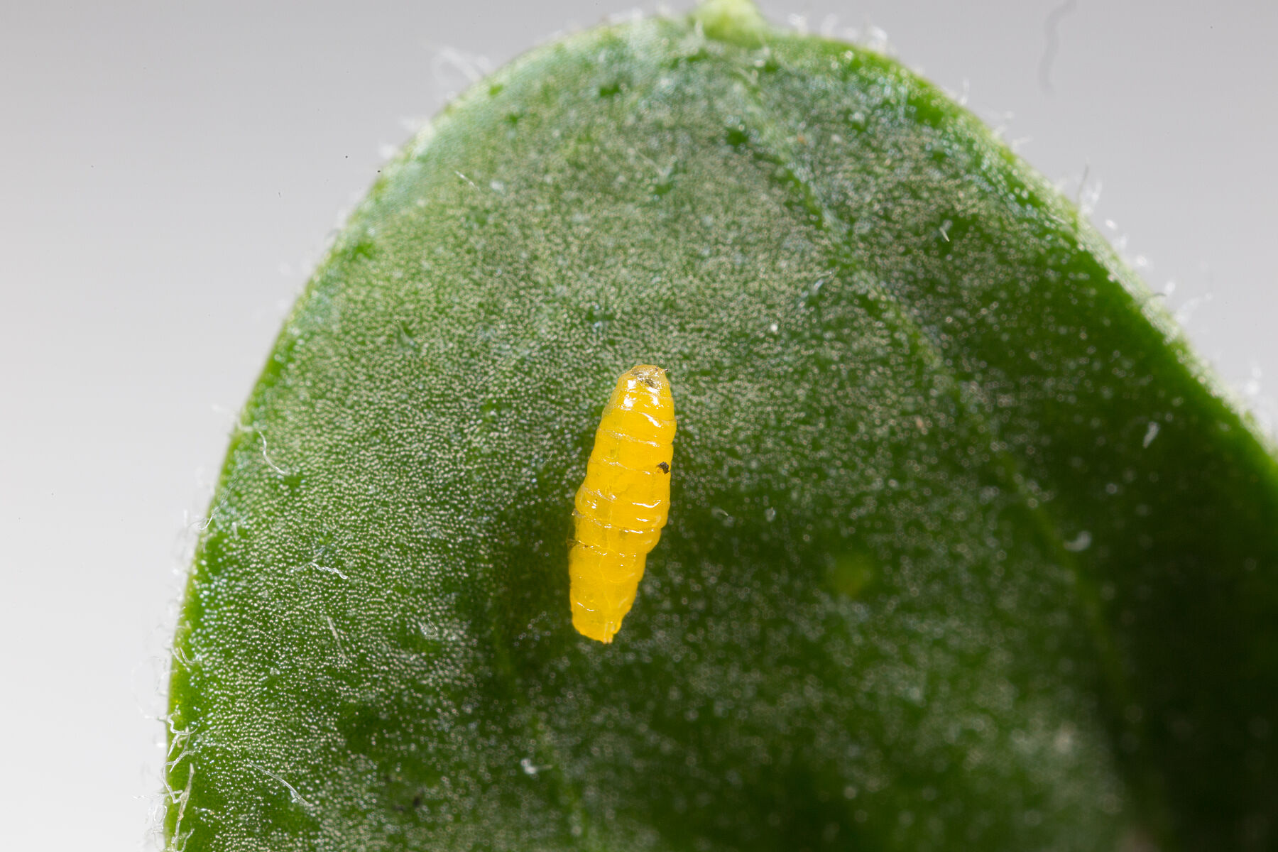 American serpentine leaf miner - Biocontrol, Damage and Life Cycle