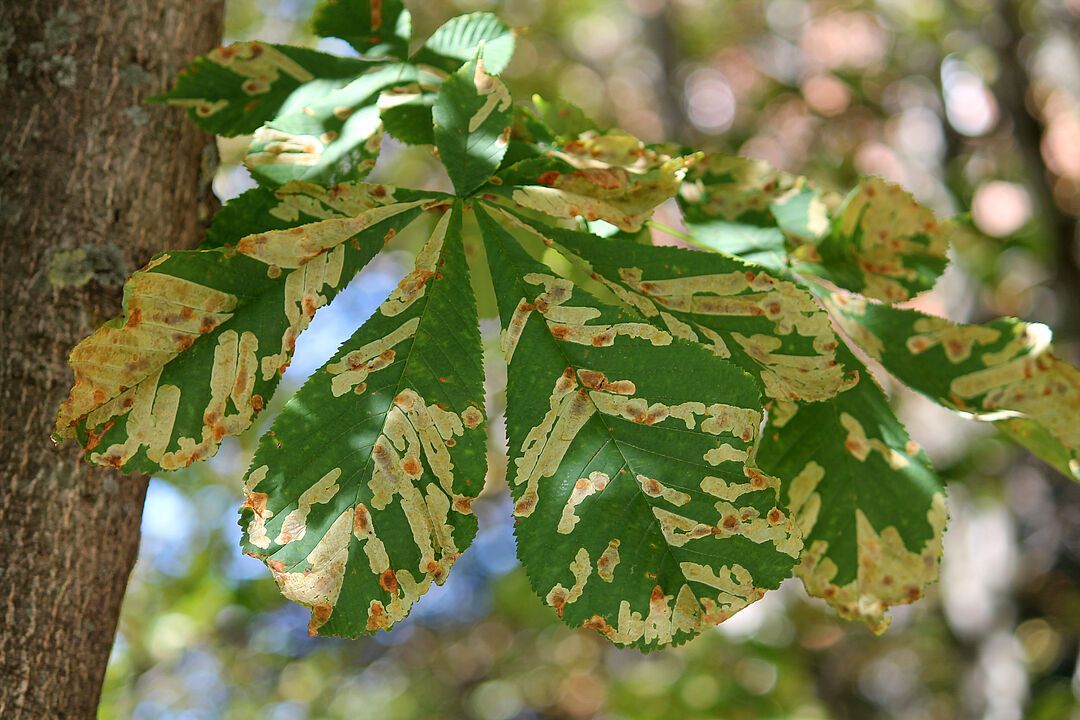 chestnut leaf miner