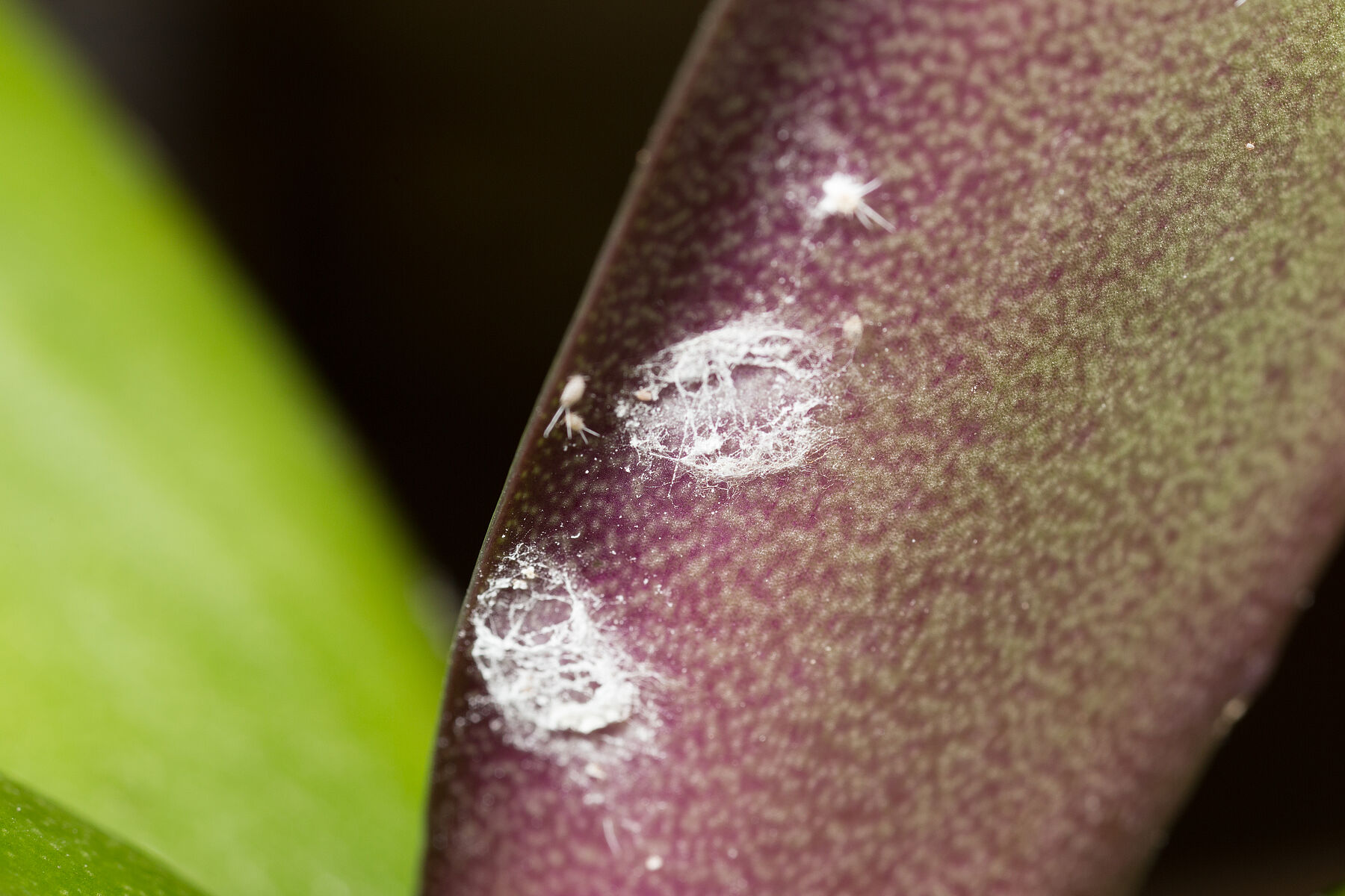Mealybugs and scales - Biocontrol, Damage and Life Cycle