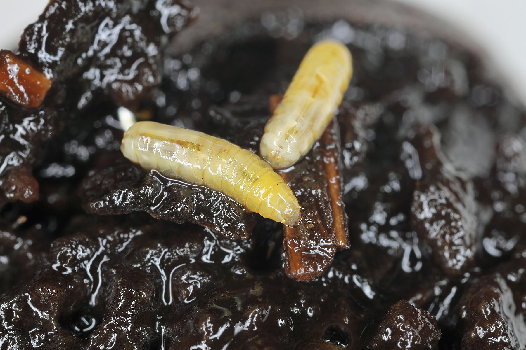 Walnut husk fly - Biocontrol, Damage and Life Cycle