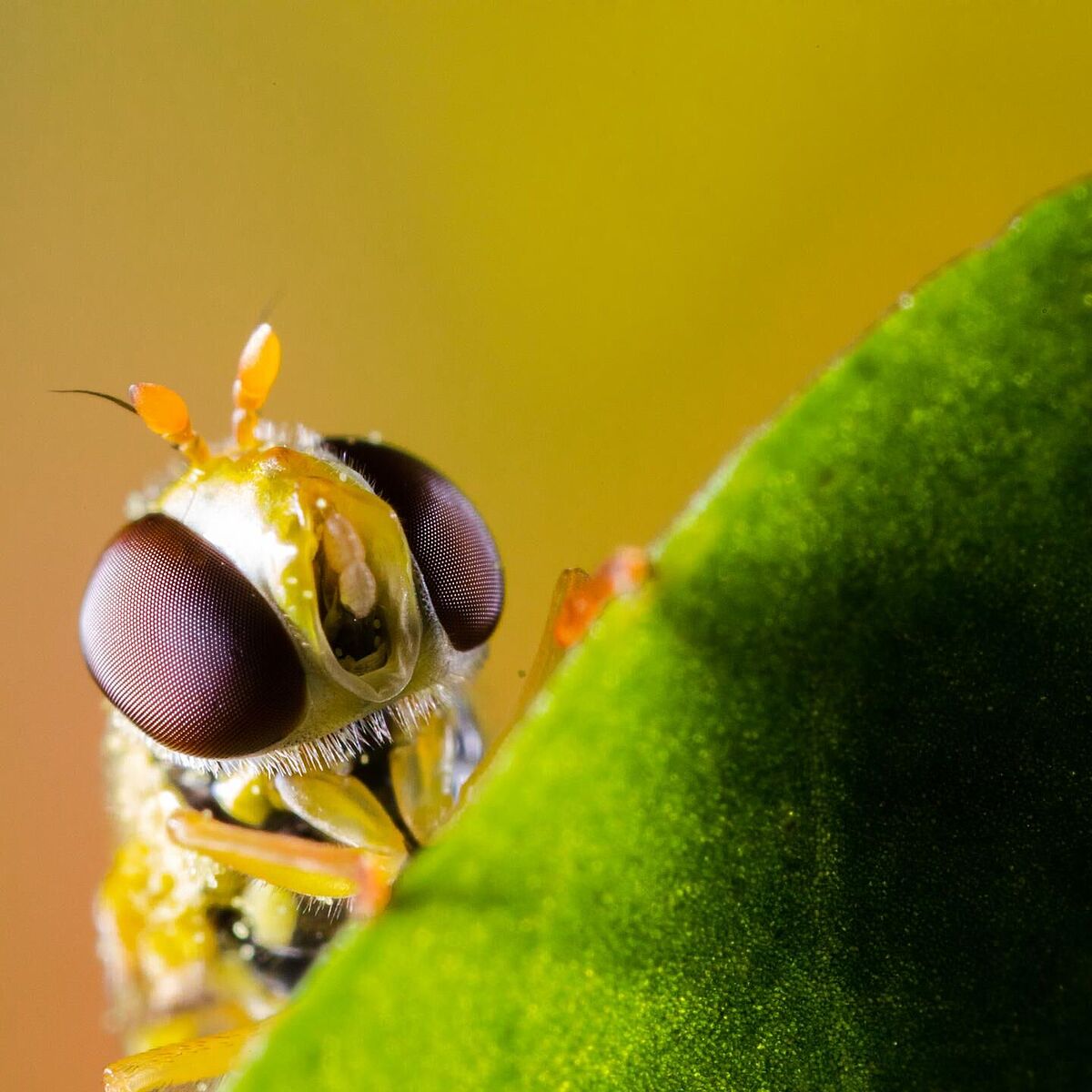 Rophoria | Koppert Products